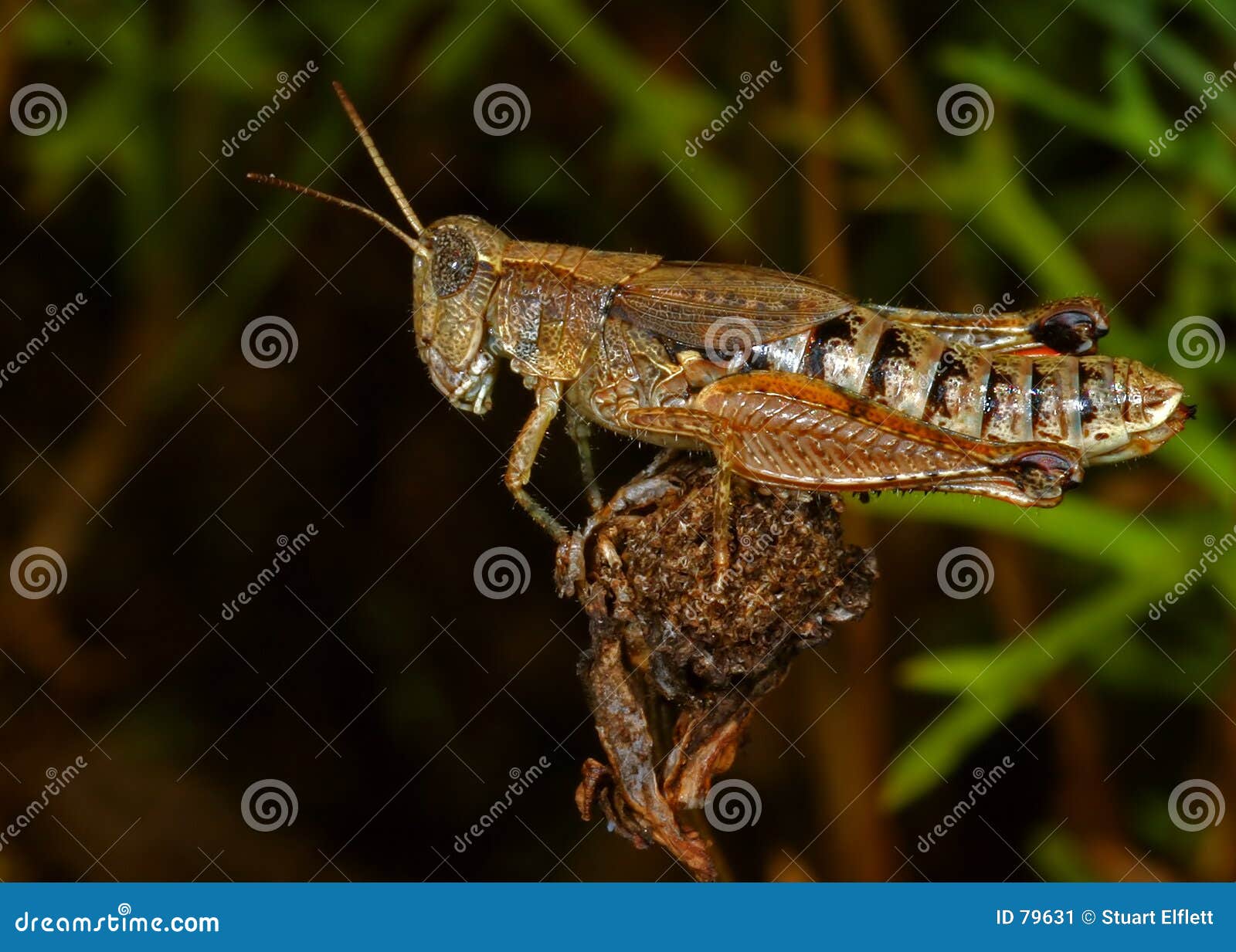 Aaaaah, Grasshopper... stock image. Image of macro, green - 79631