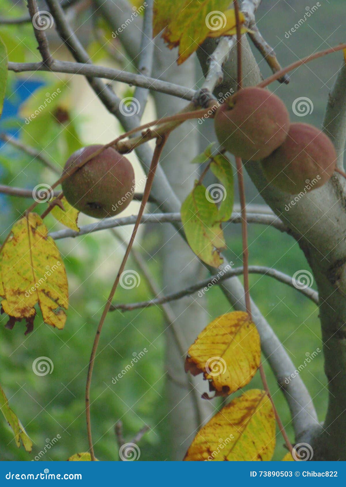 Aadu stock image. Image of fruit, tree, aadu, uttrakhand - 73890503