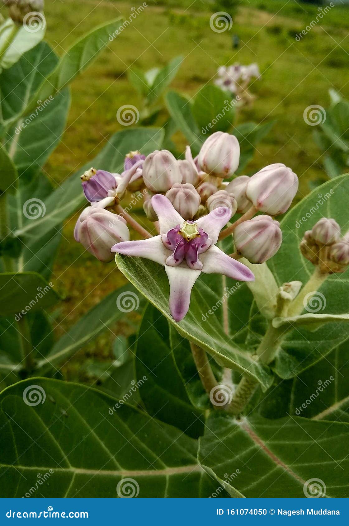 Aak Crown Flower or Arka Plant Flower Stock Photo - Image of arka ...
