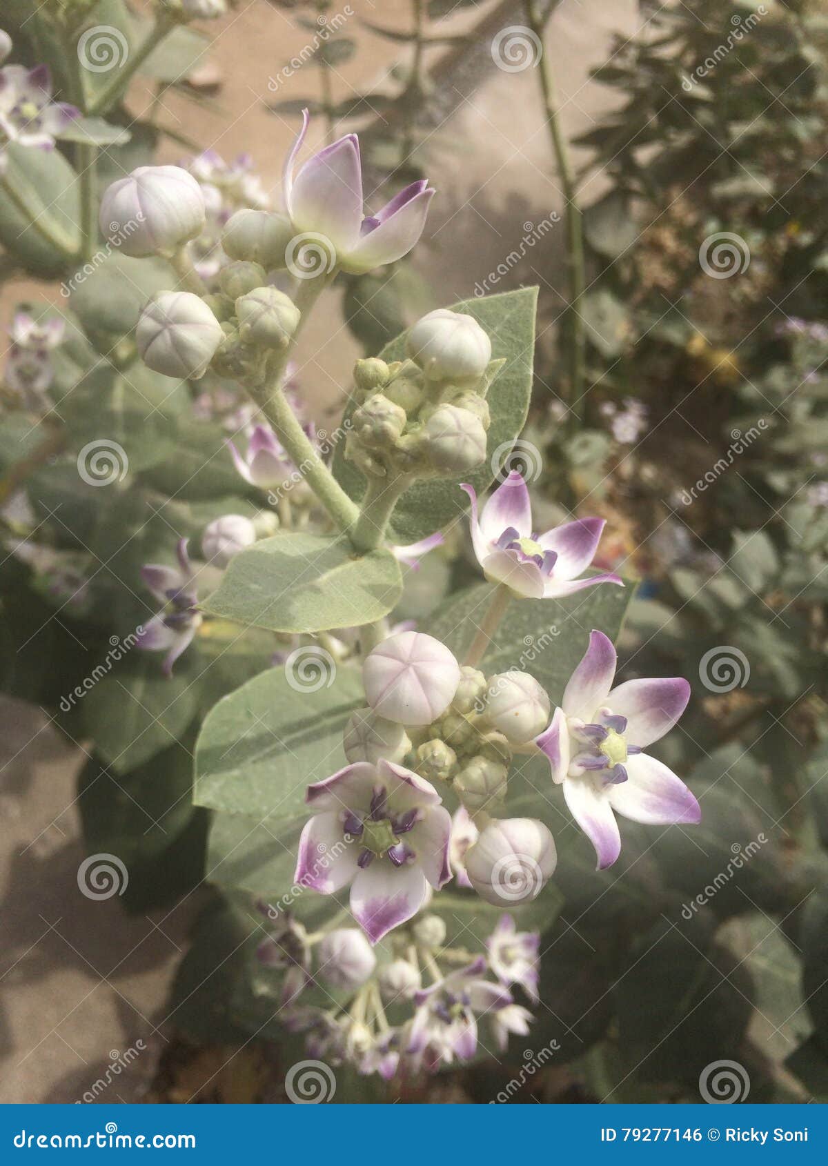 Aak flower stock photo. Image of white, plant, flower - 79277146