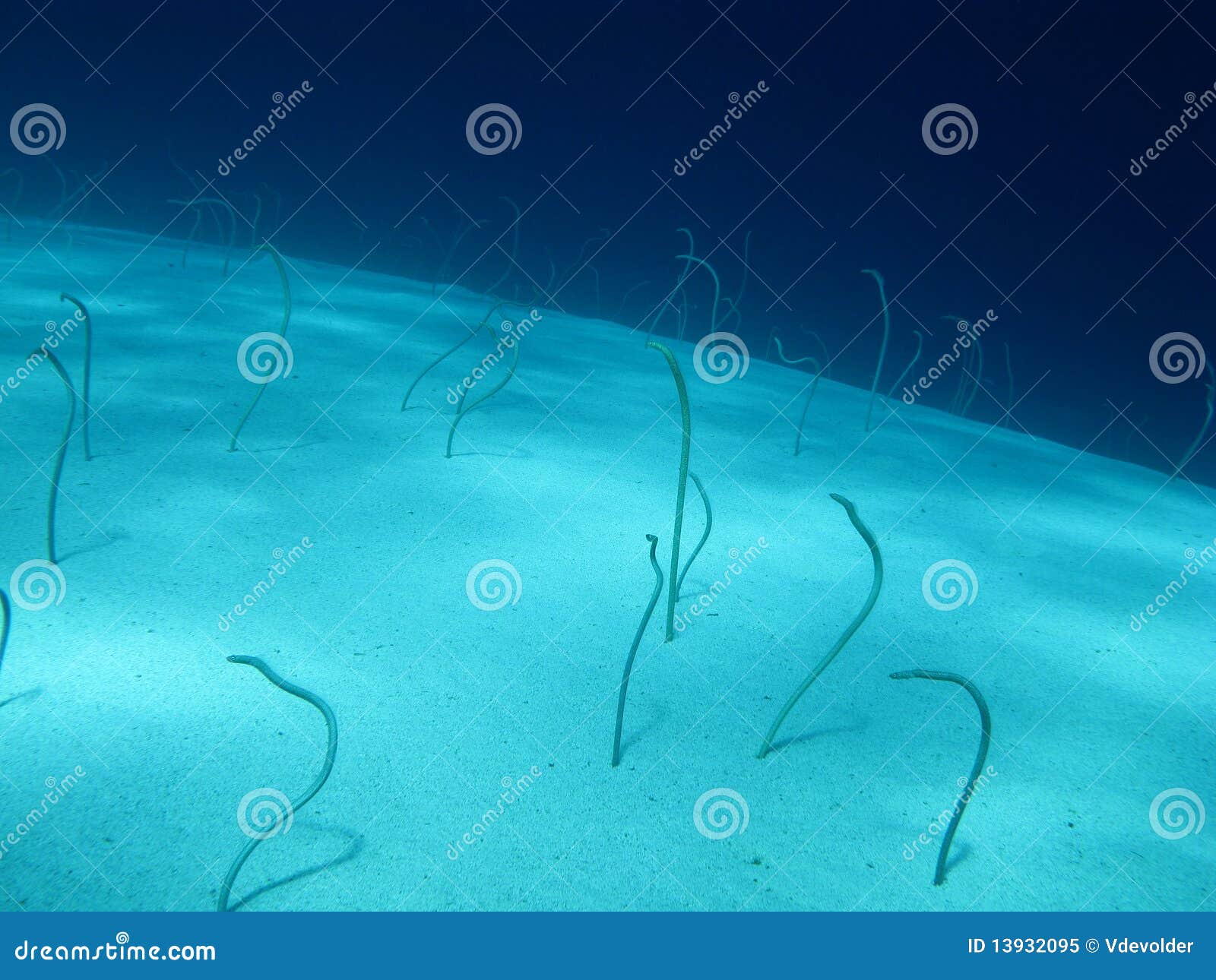 Aale im Roten Meer stockbild. Bild von blau, fauna, pflanzen - 13932095