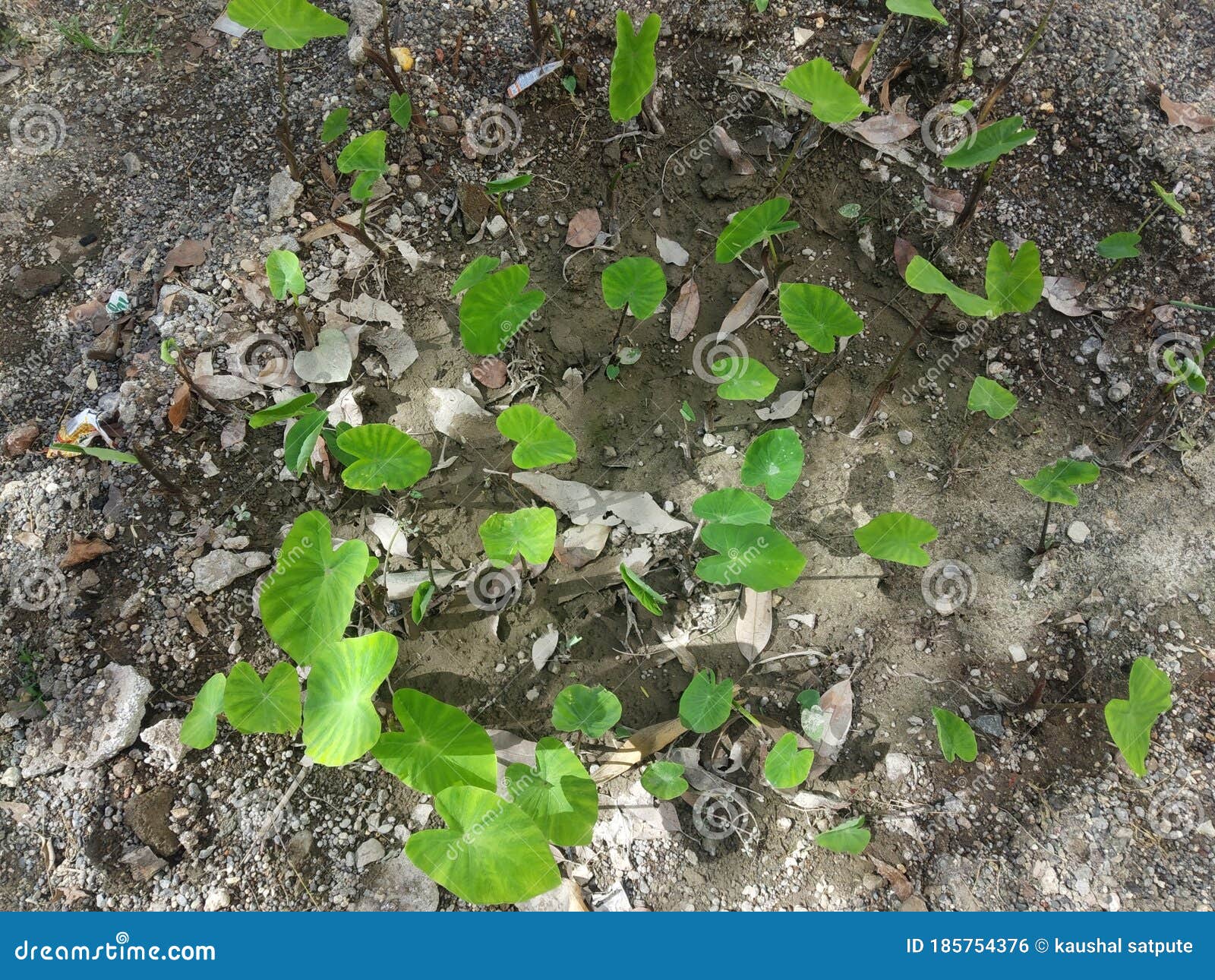 Aalu Tree Leaf at Agriculture on Soil Stock Photo - Image of aalu, leaf ...