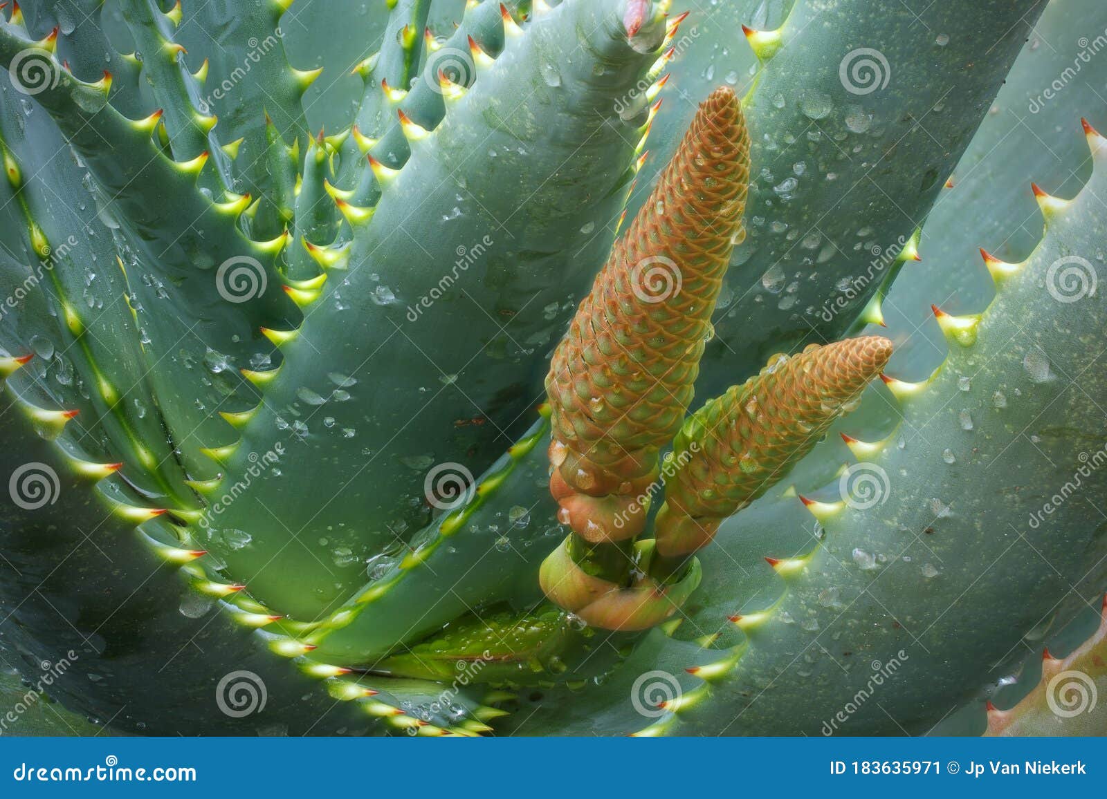 Young Aloe Ferox Flower in High Detail among Its Wet Leaves Stock Image ...