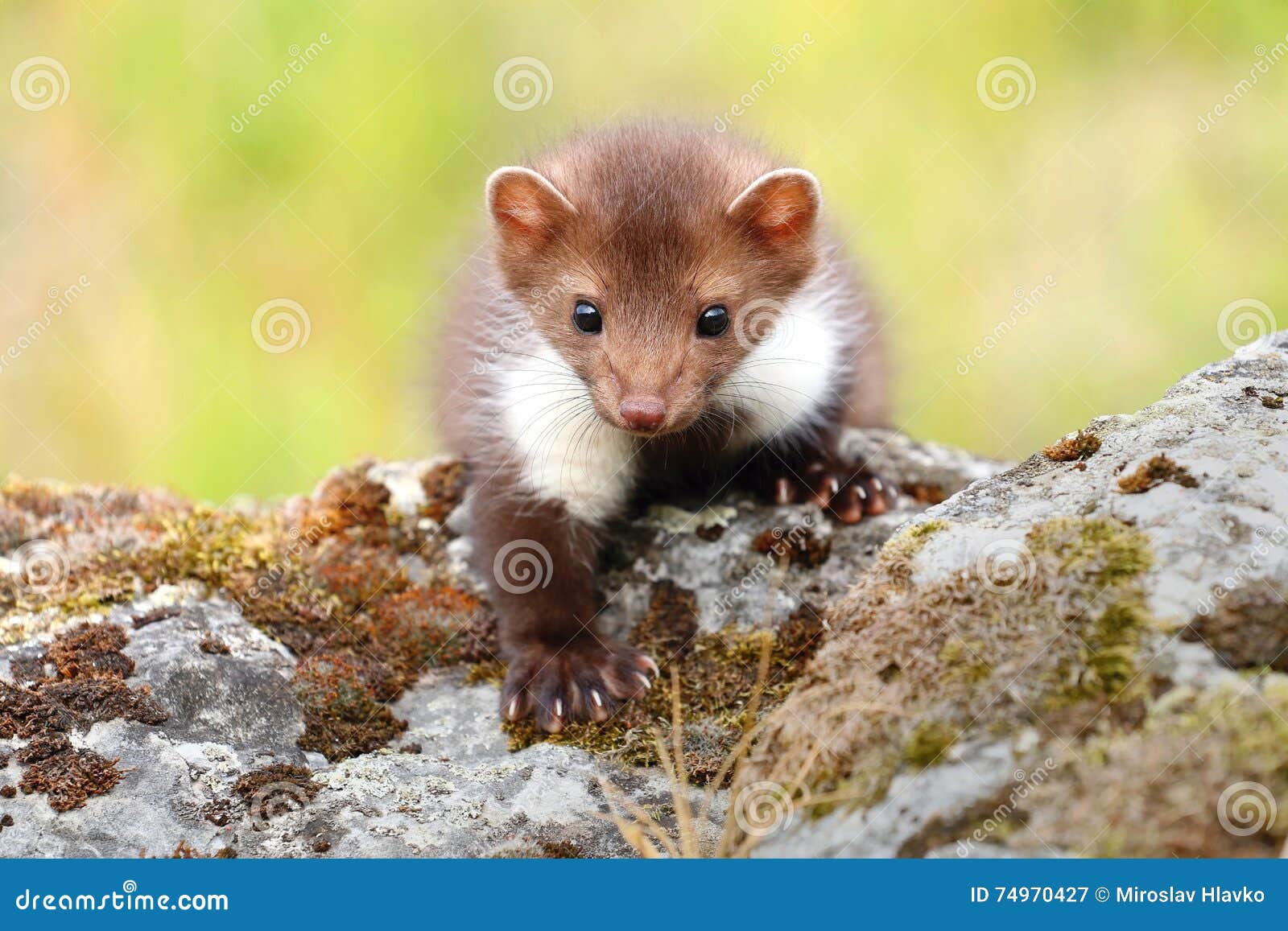 Aanbiddelijke jonge marter stock afbeelding. Image of zoogdier - 74970427