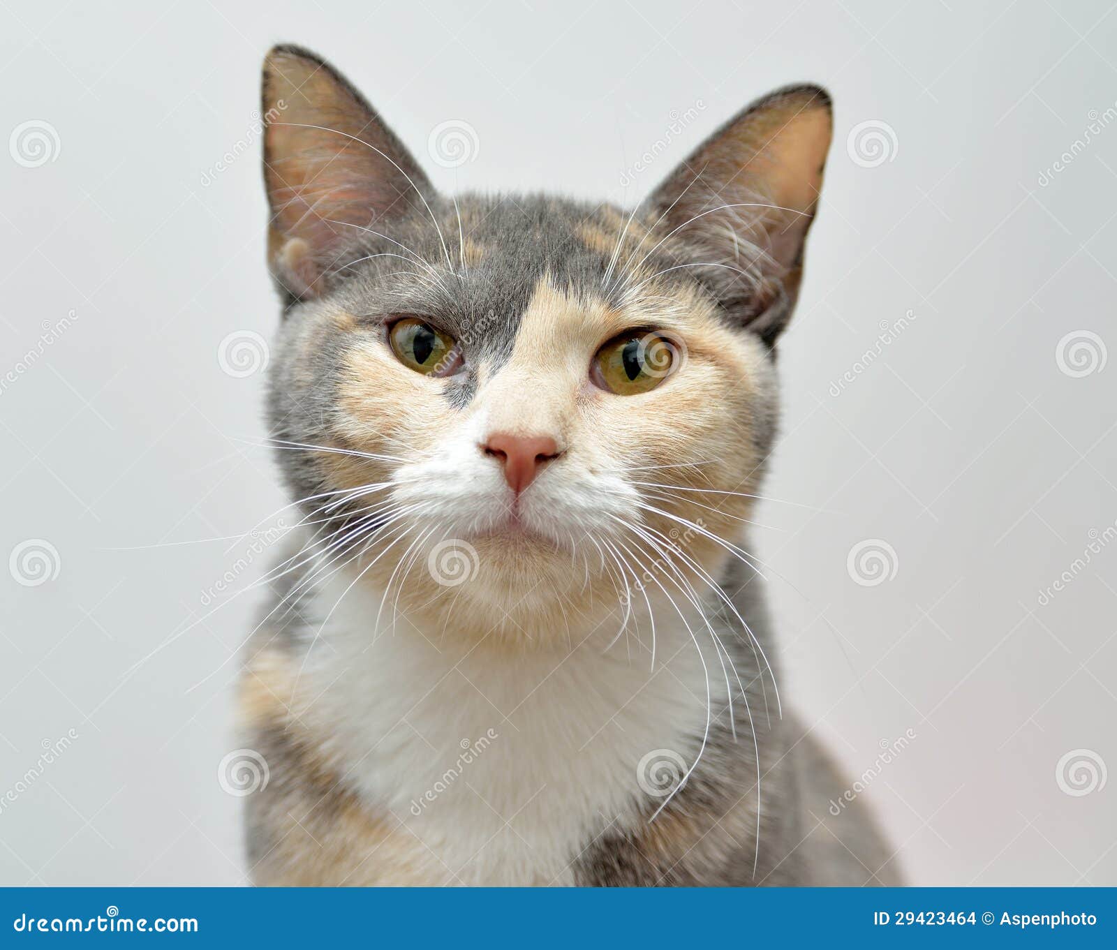 Aanbiddelijke Kat - Huiskat Stock Foto - Image of hoofd, oren: 29423464