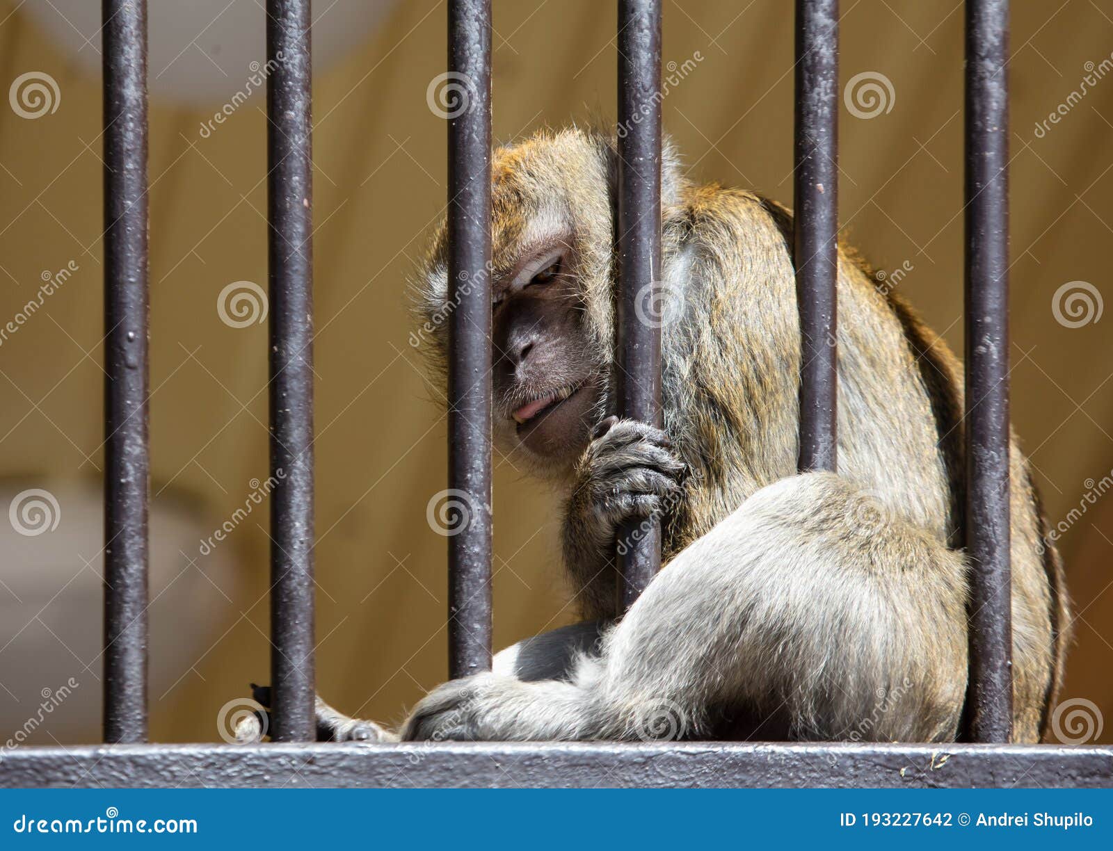 Aap Achter De Tralies Van De Dierentuin Stock Foto - Image of milieu ...