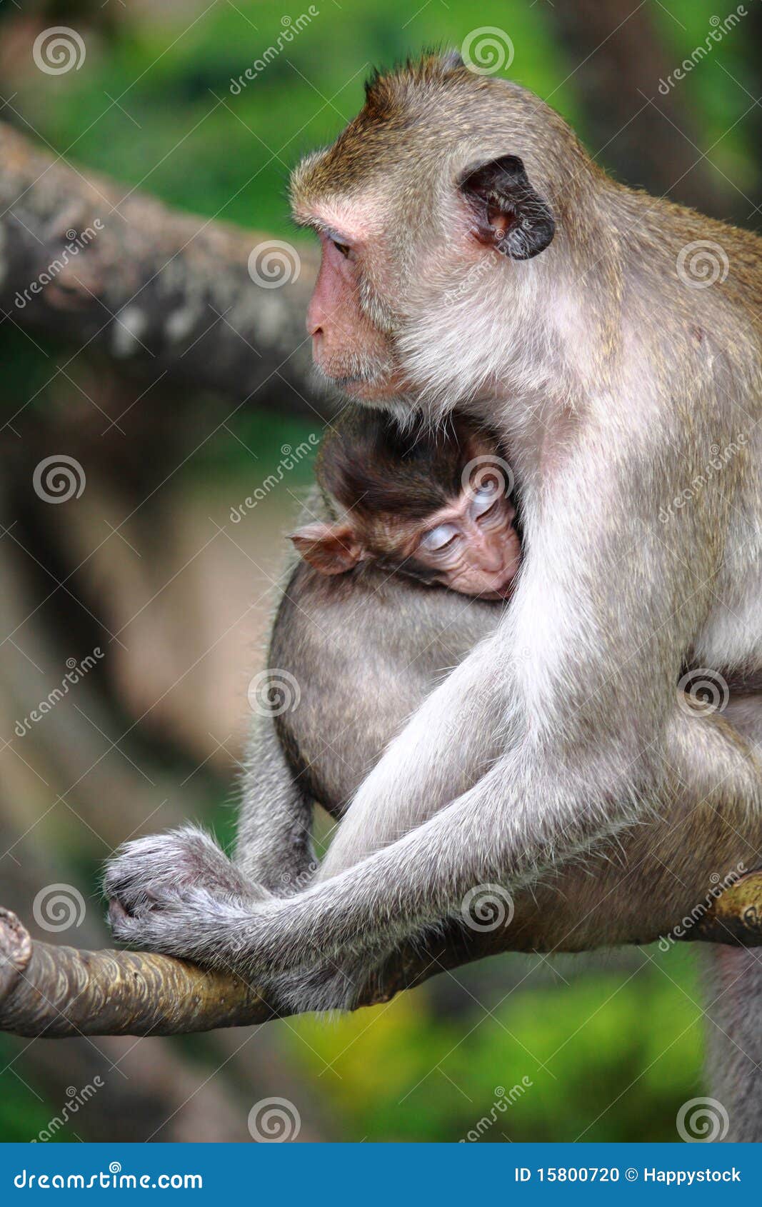 Aap en baby stock foto. Image of veilig, dier, thailand - 15800720