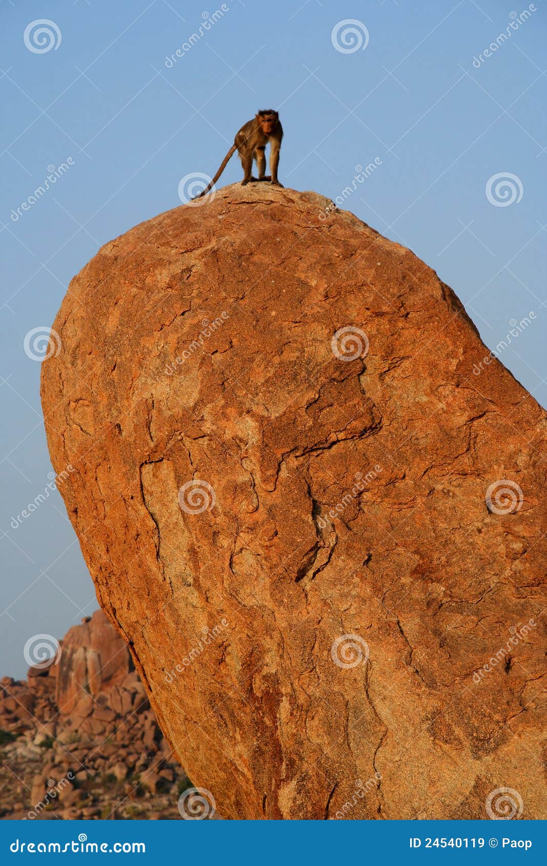 Aap op een rots stock afbeelding. Image of geërodeerd - 24540119