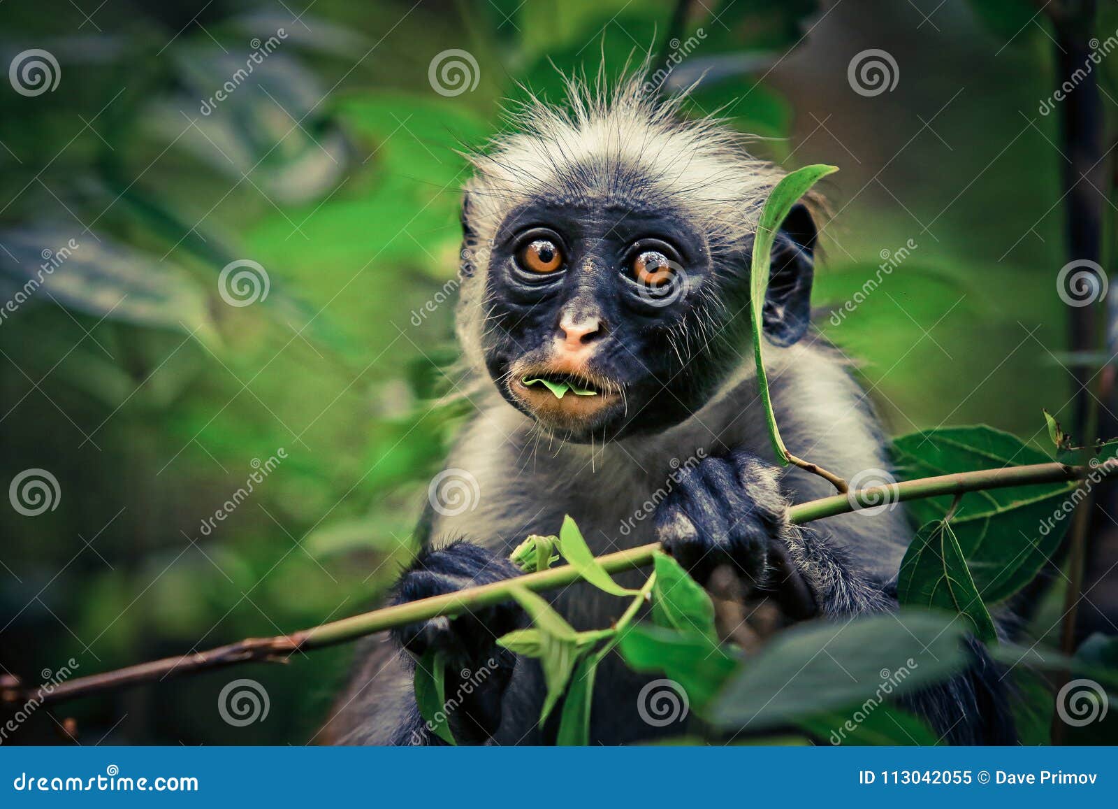 Aap Rode Colobus, Endemische Verrassing, Stock Afbeelding - Image of ...