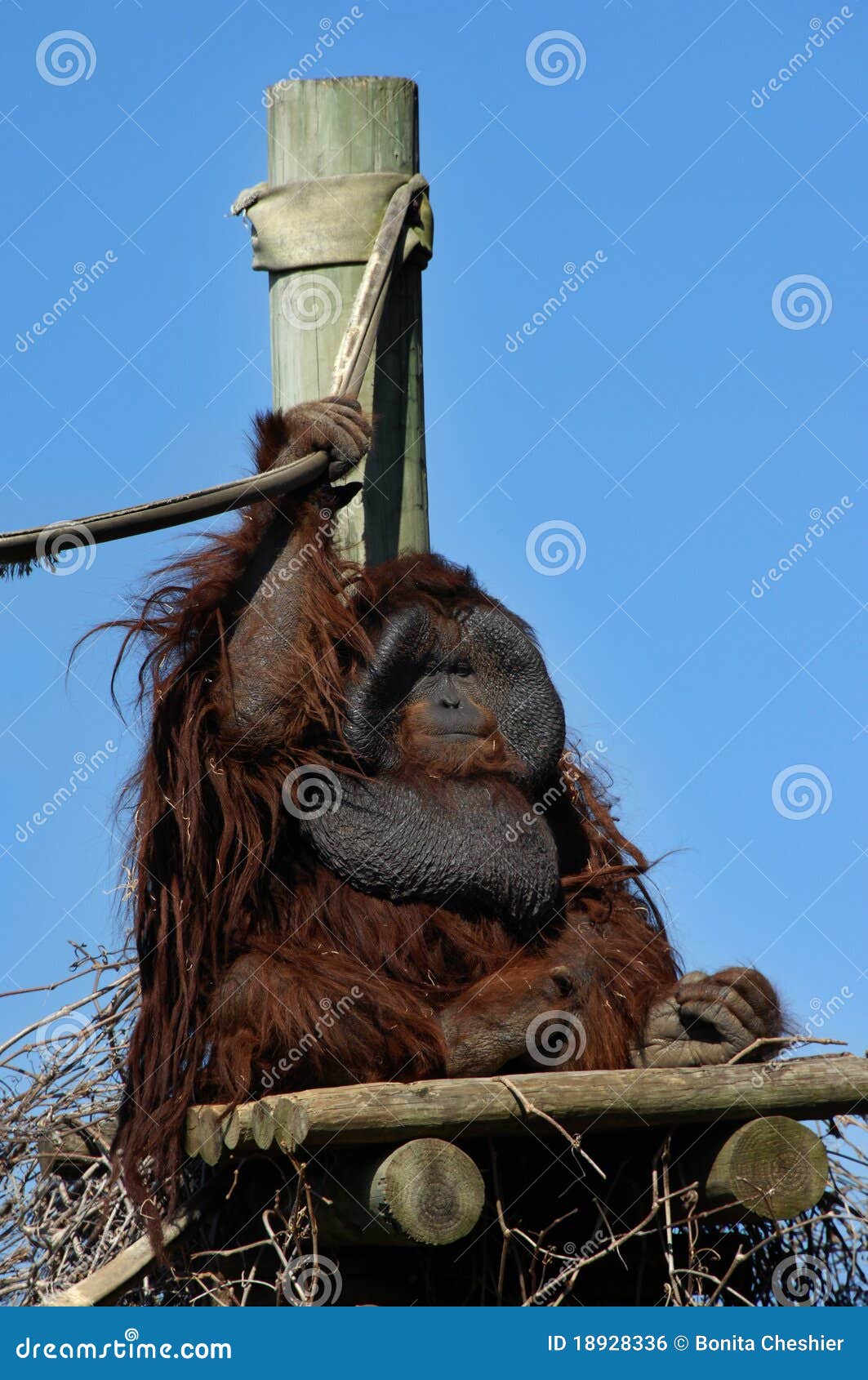 Aapachtige Arangatang stock foto. Image of volledig, lengte - 18928336