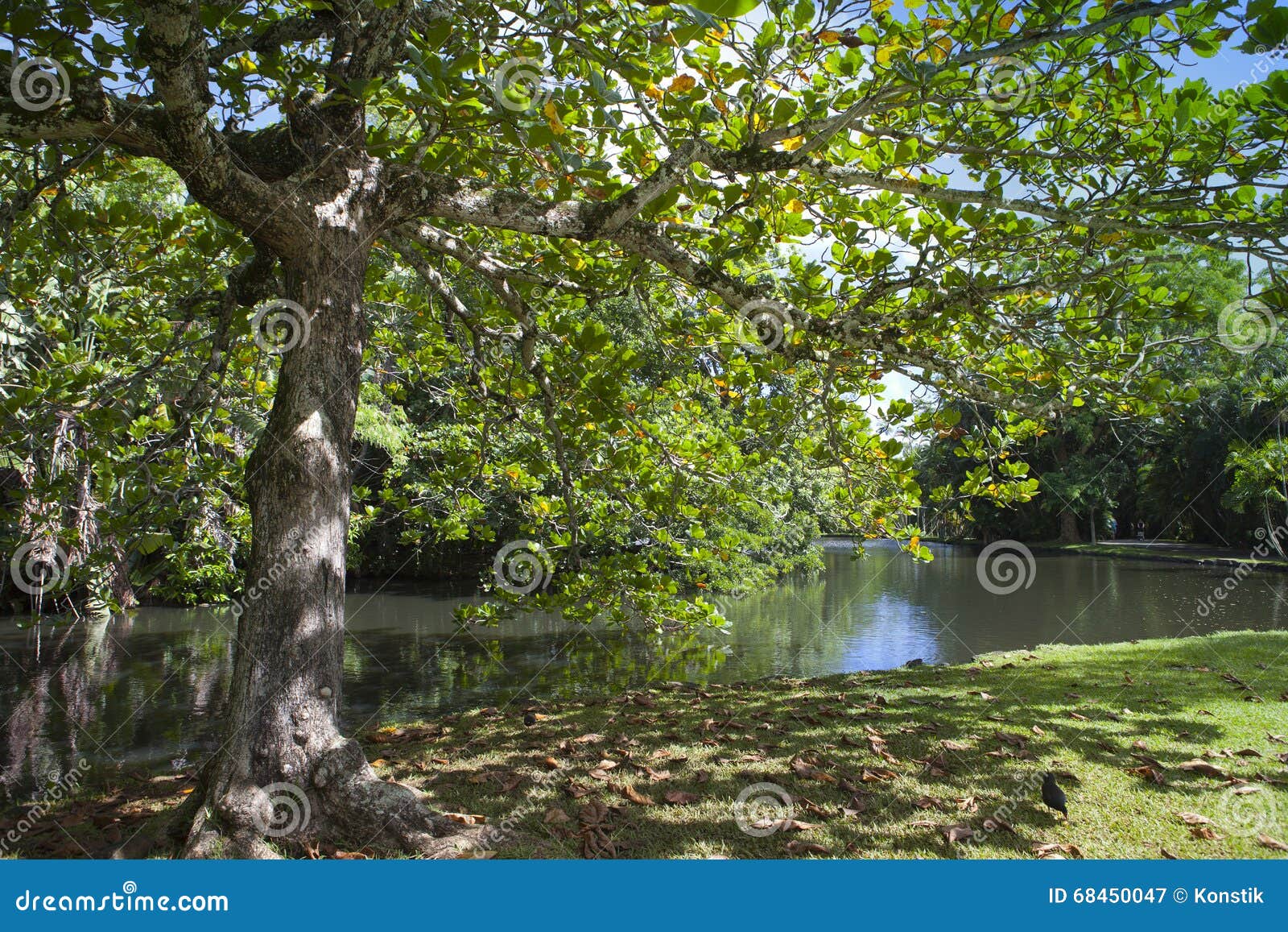Aard Van Mauritius Meer En Tropische Bomen Stock Afbeelding - Image of ...