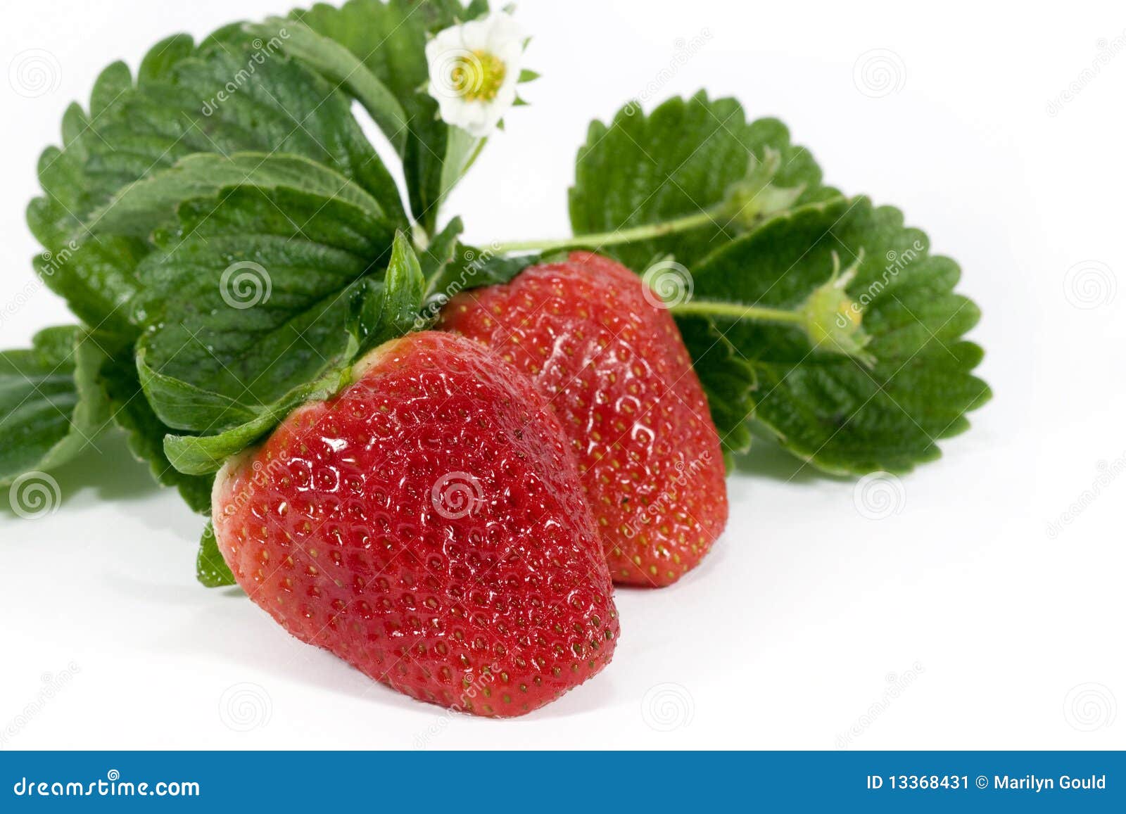 Aardbeien stock afbeelding. Image of aardbeien, voedsel - 13368431