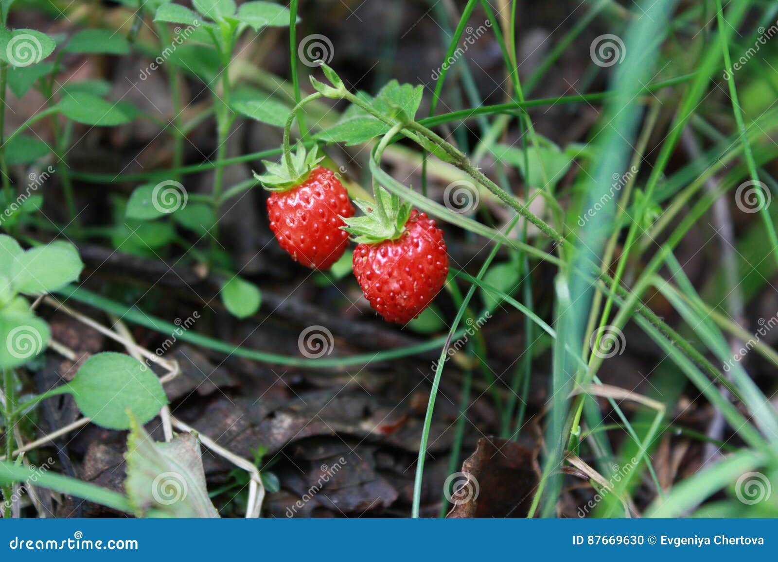 Aardbeihout, Rode Wilde Bes in De Struik Stock Foto - Image of bloeien ...