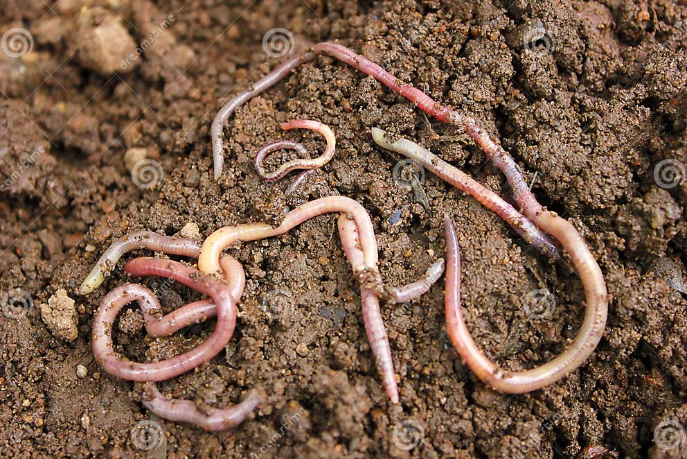 Aarde-arbeider stock afbeelding. Image of stapel, wormen - 22199329