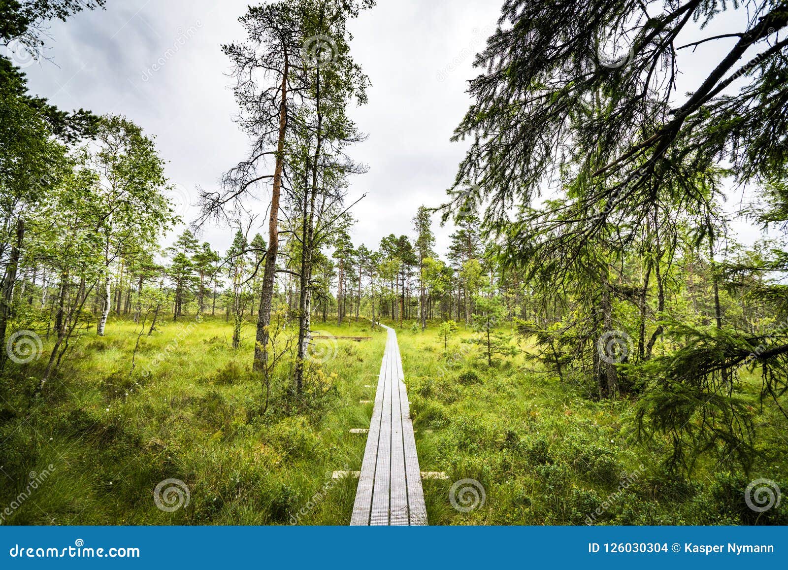 Aardsleep in Een Mooi Bos Met Groen Gras Stock Foto - Image of land ...