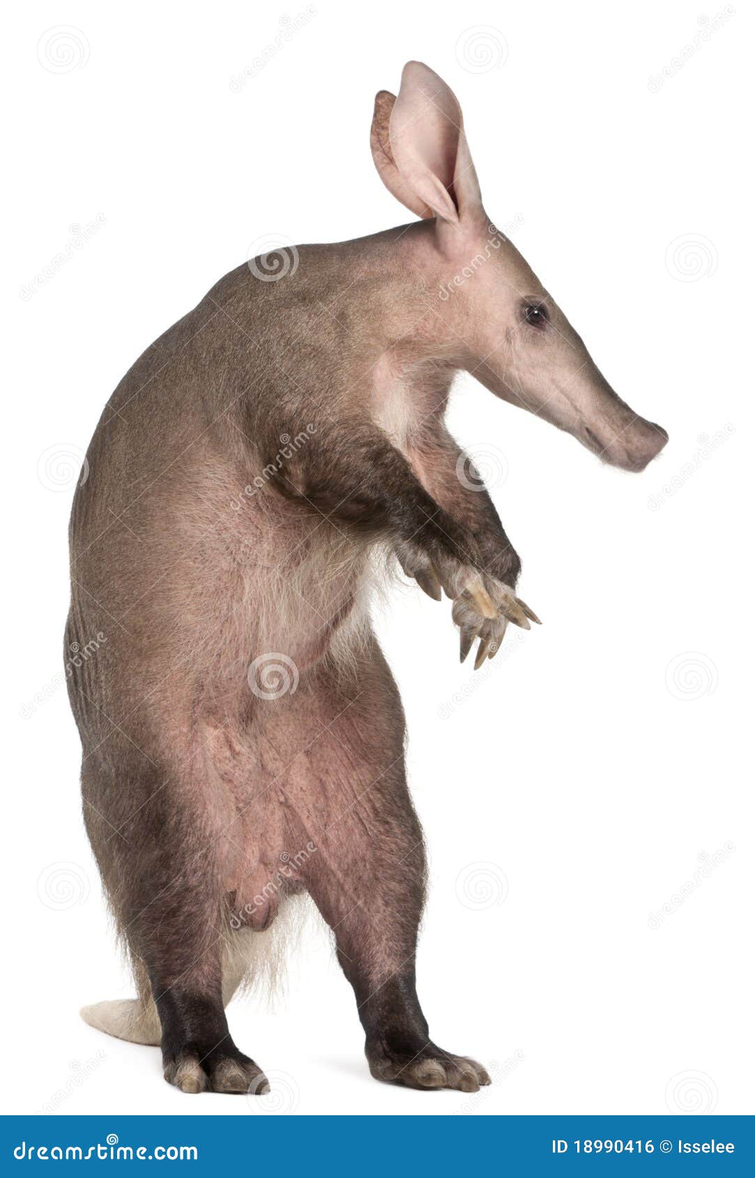 Aardvark, Orycteropus, 16 Years Old Stock Photo - Image of looking ...