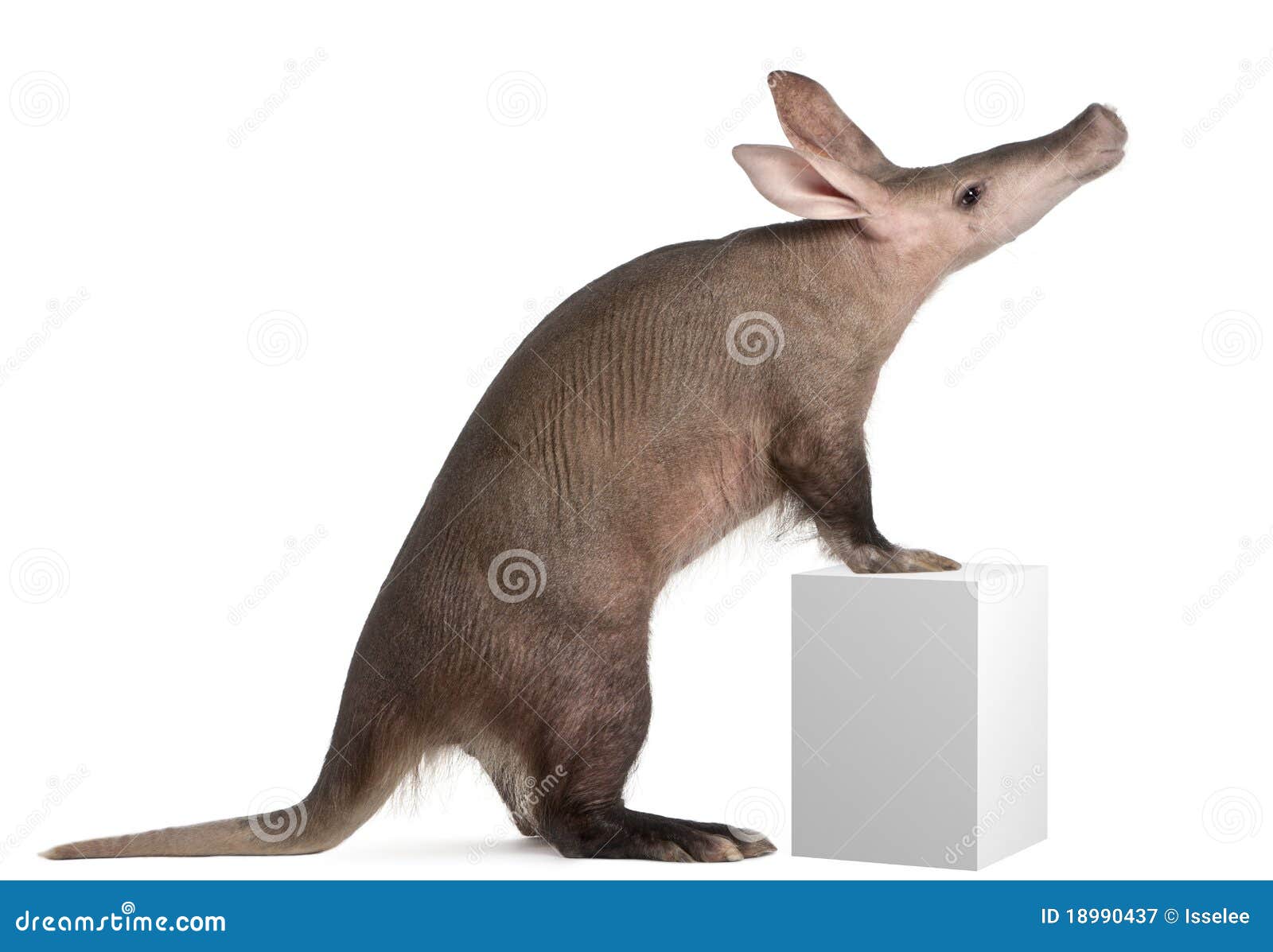 Aardvark, Orycteropus, 16 Years Old Royalty-Free Stock Photo ...