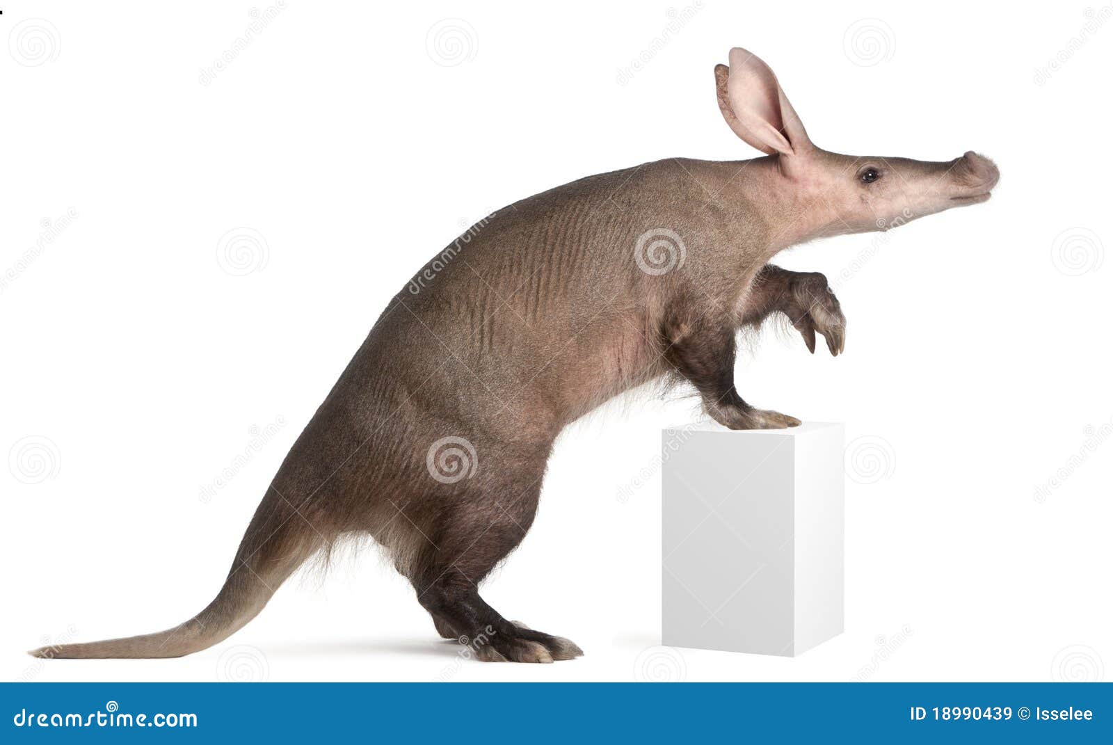 Aardvark, Orycteropus, 16 Years Old Royalty-Free Stock Photo ...