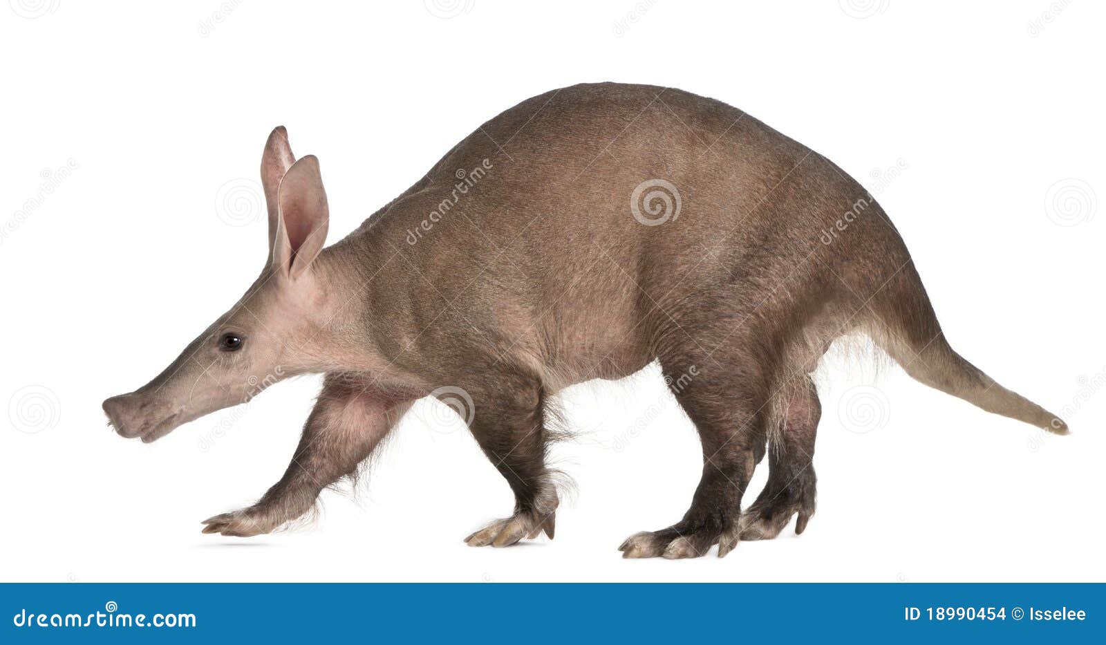 Aardvark, Orycteropus, 16 Years Old Royalty-Free Stock Photo ...