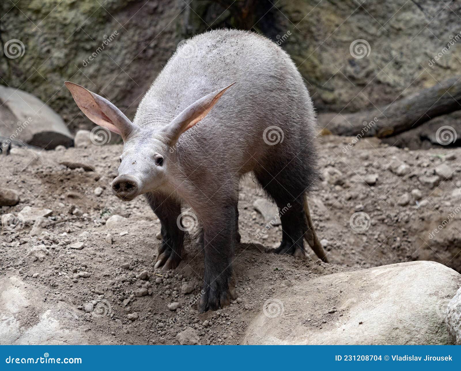 Aardvark, Orycteropus Afer, Carefully Explores the Surroundings of Its ...