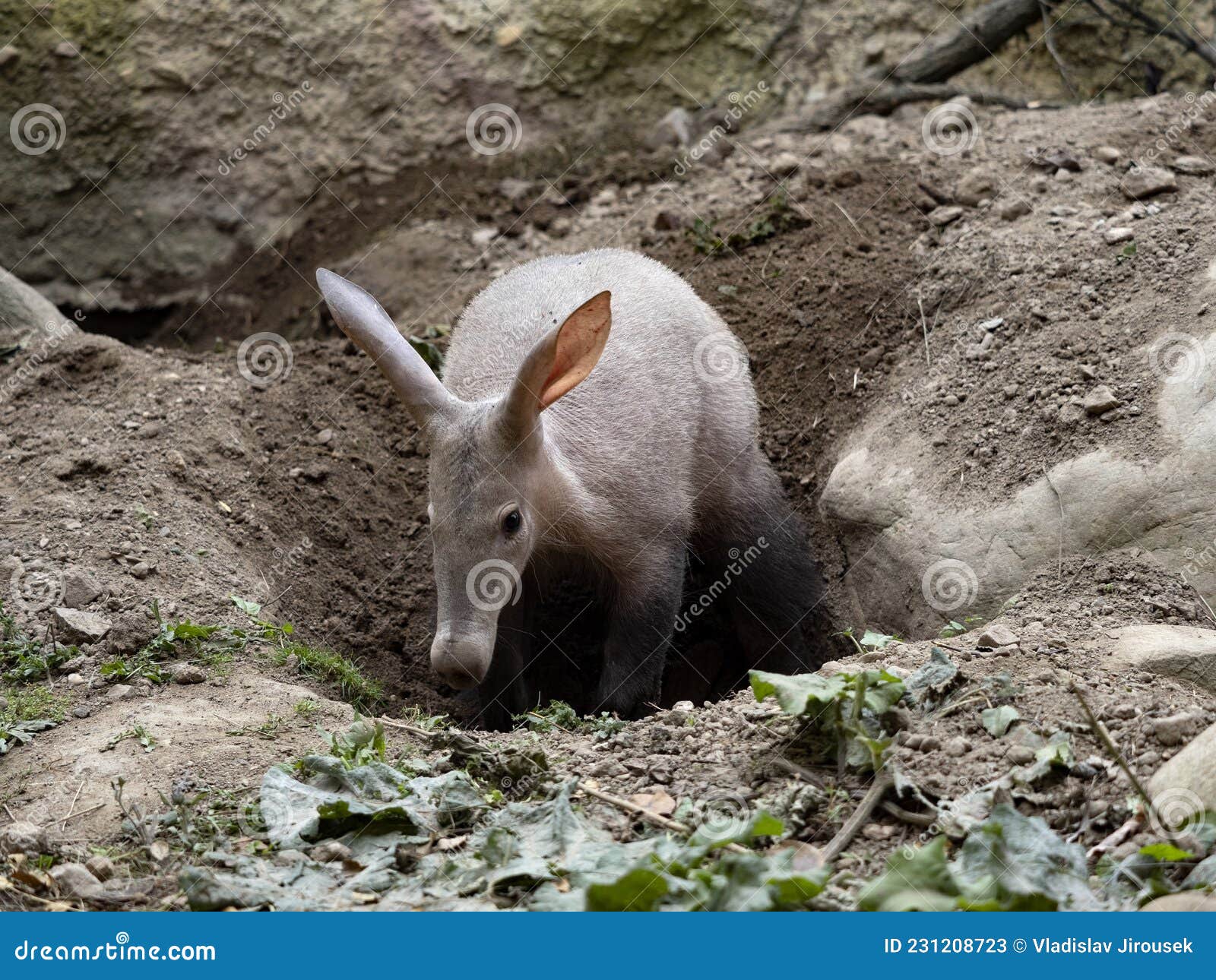 Aardvark, Orycteropus, 16 Years Old Royalty-Free Stock Photo ...