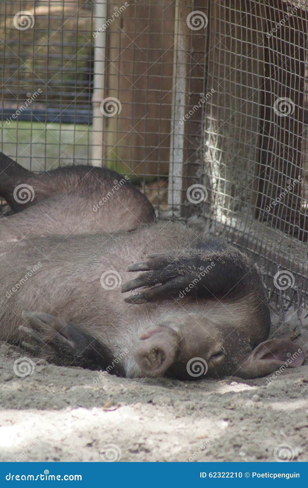 Aardvark - Orycteropus Afer Stock Photo - Image of rest, tubulidentata ...