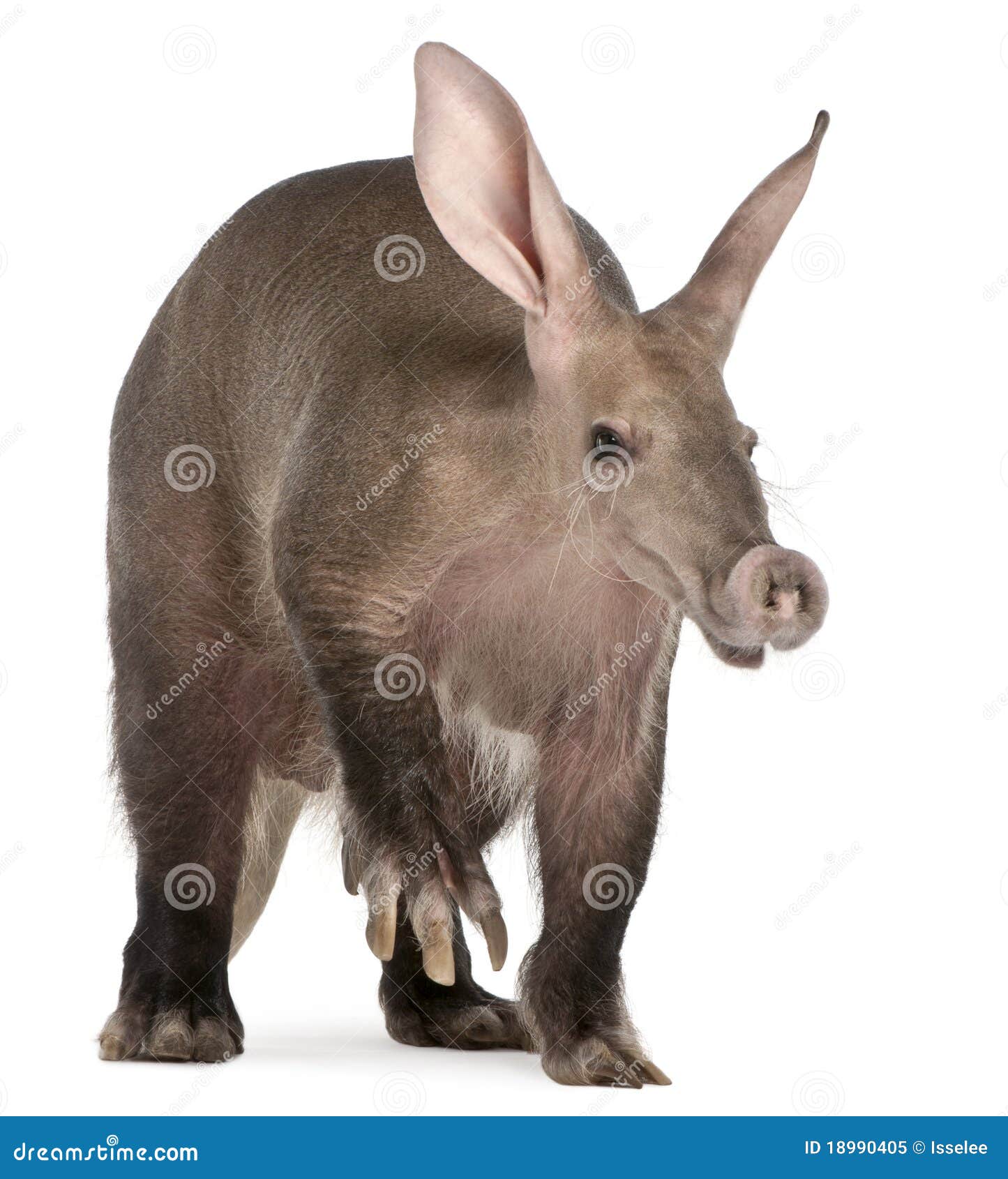 Aardvarken, Orycteropus, 16 Jaar Oud Stock Afbeelding - Image of bruin ...