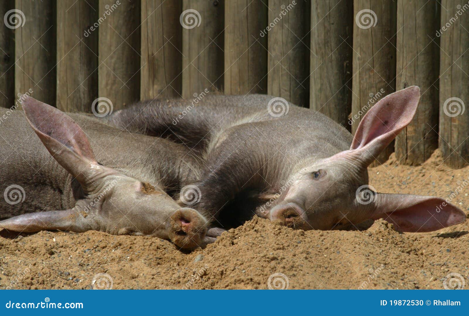 Aardvarks stock photo. Image of africa, digging, mammal - 19872530