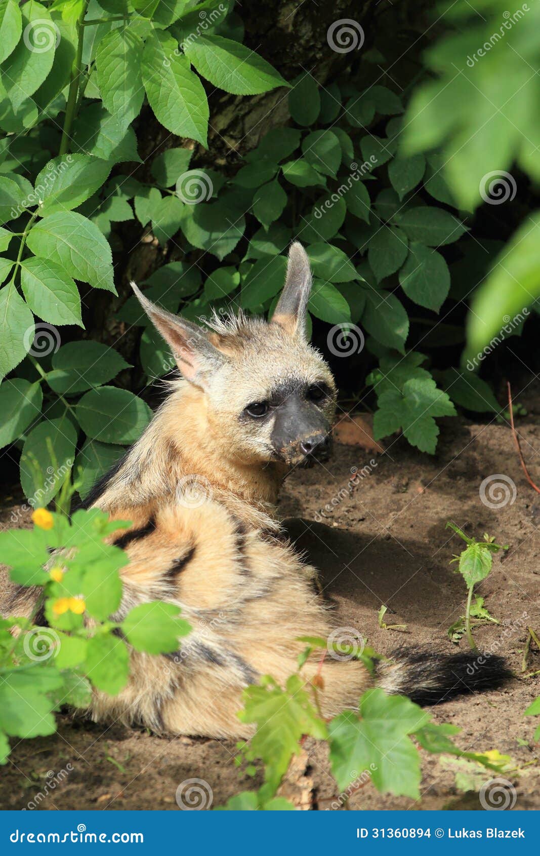 Aardwolf stock photo. Image of mammal, adult, aardwolf - 31360894