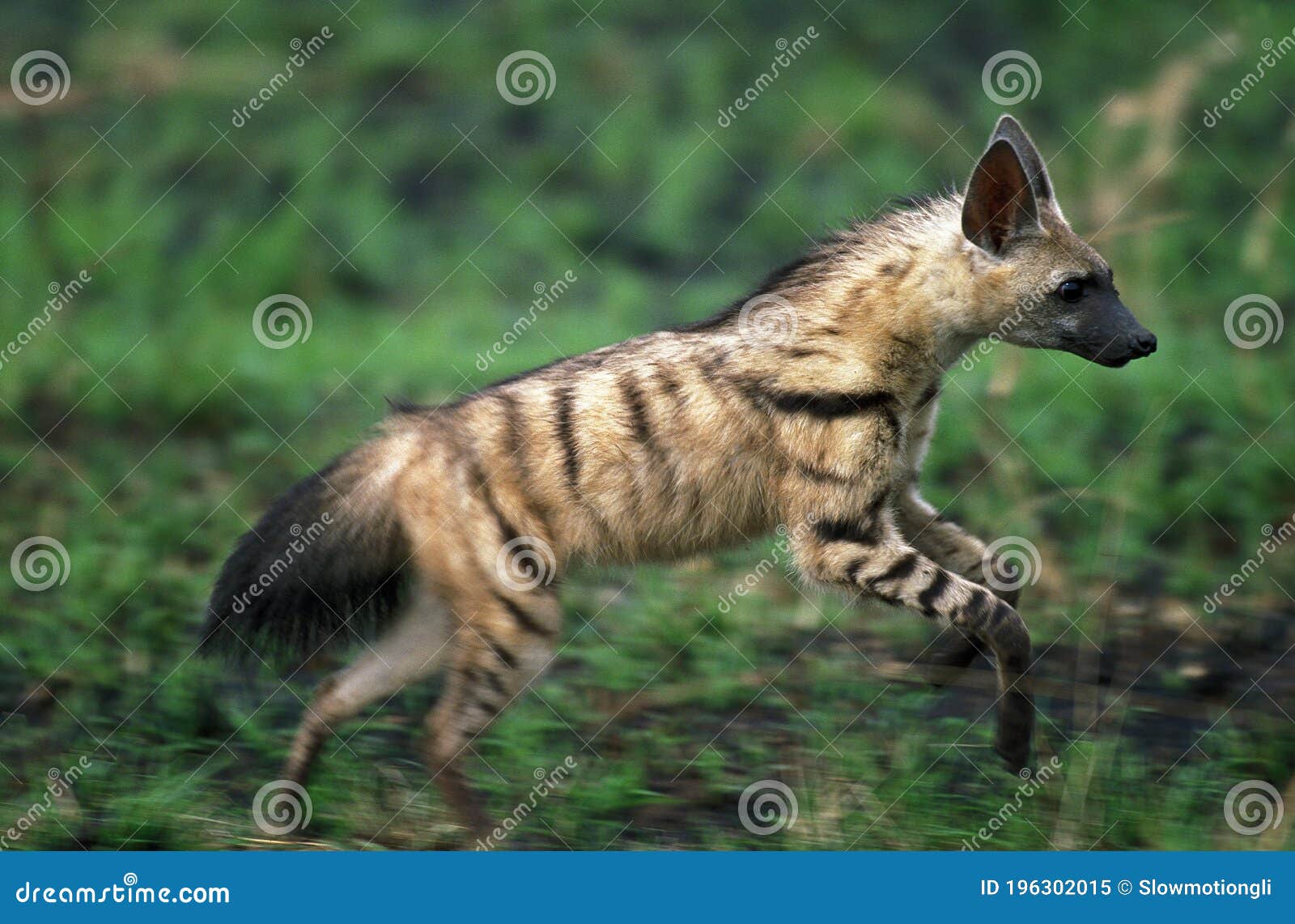 Aardwolf Stock Image | CartoonDealer.com #72702385