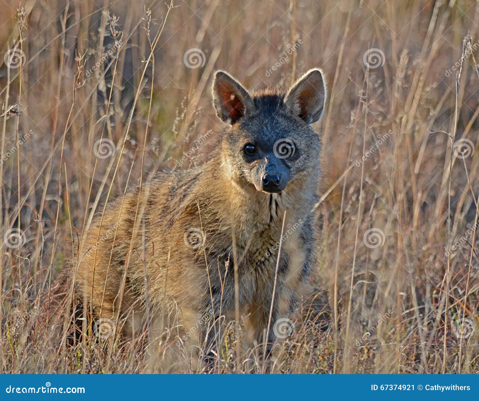 Aardwolf Stock Photography | CartoonDealer.com #31830608