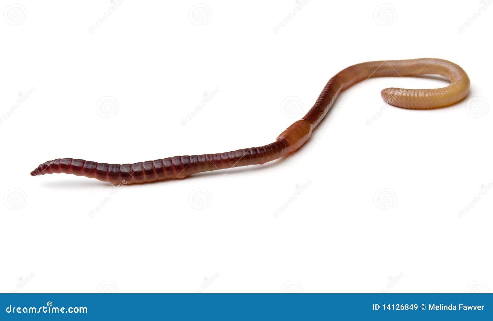 Aardworm stock afbeelding. Image of visserij, kruipen - 14126849