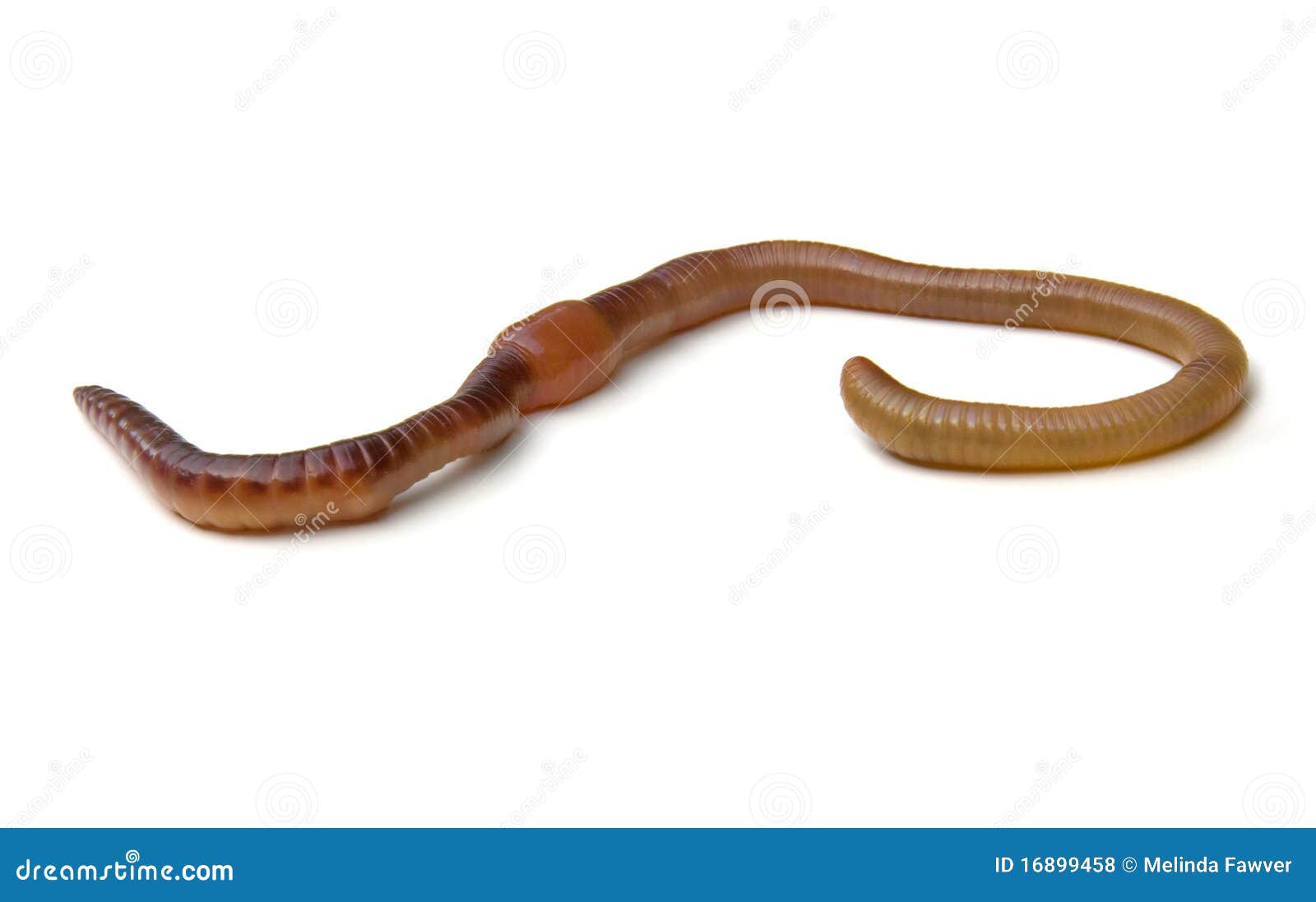 Aardworm stock foto. Image of dier, lokmiddel, slijmerig - 16899458