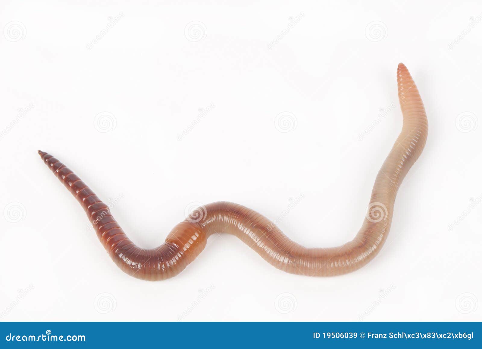 Aardworm stock afbeelding. Image of wild, tegen, regenworm - 19506039