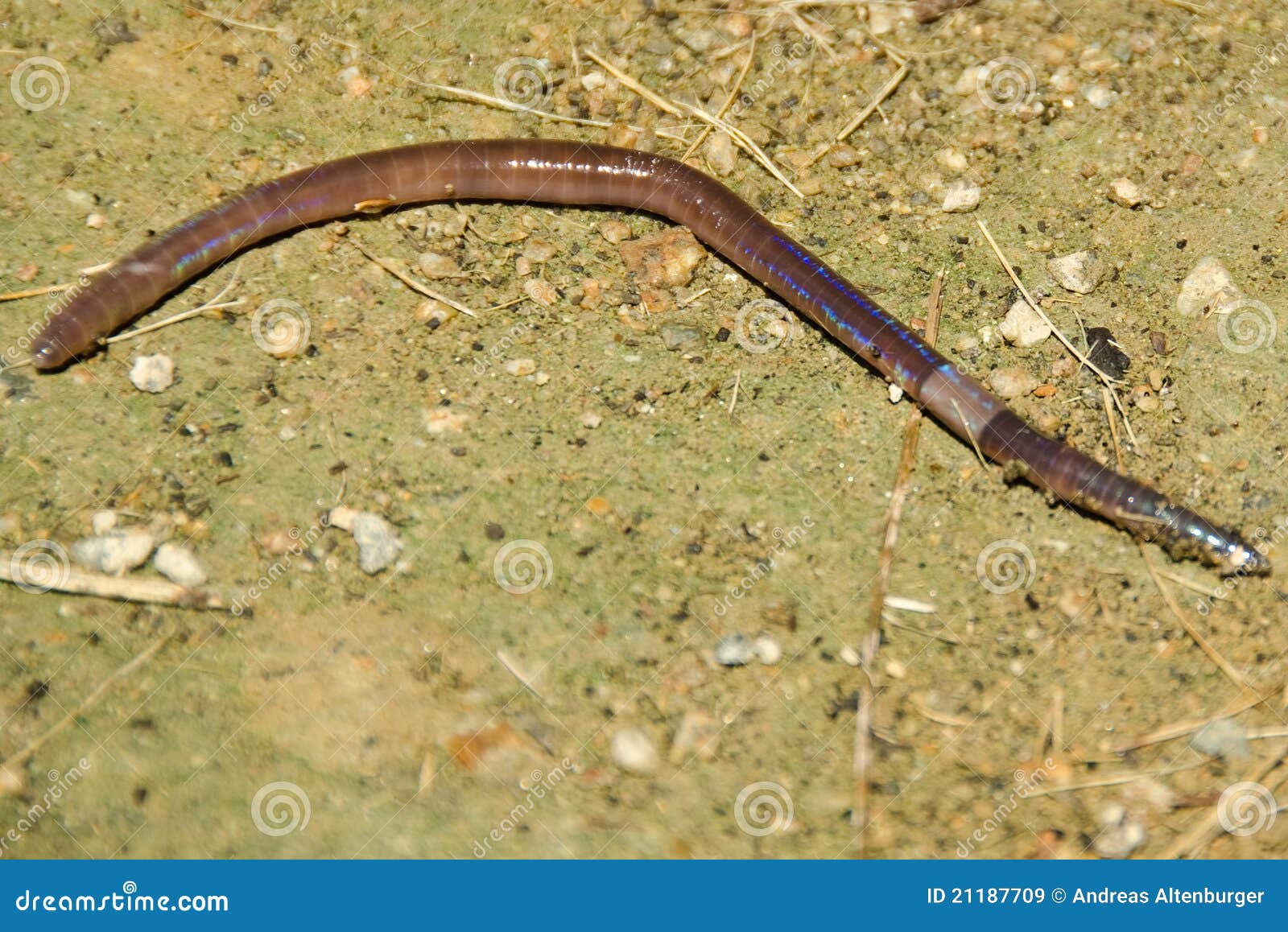 Aardworm stock afbeelding. Image of kruipen, leugen, vuil - 21187709