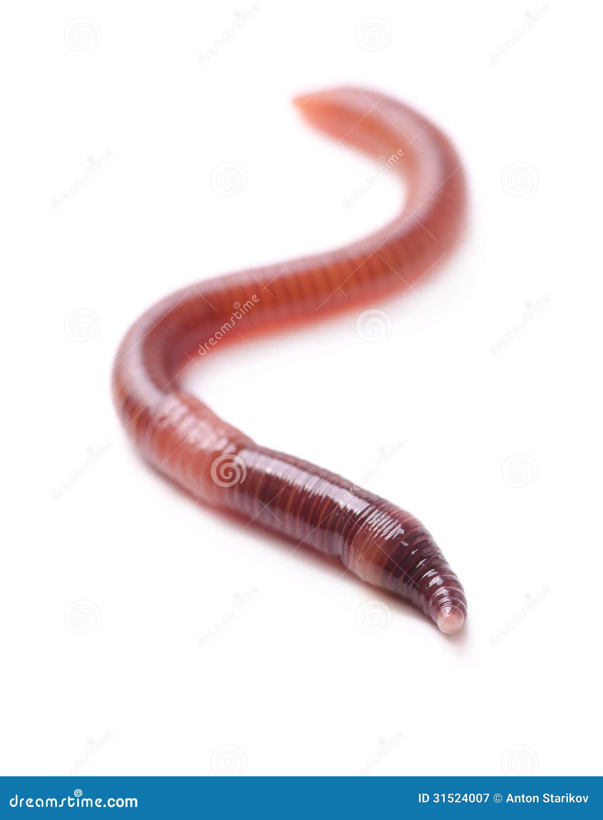 Aardworm stock afbeelding. Image of volledig, visserij - 31524007