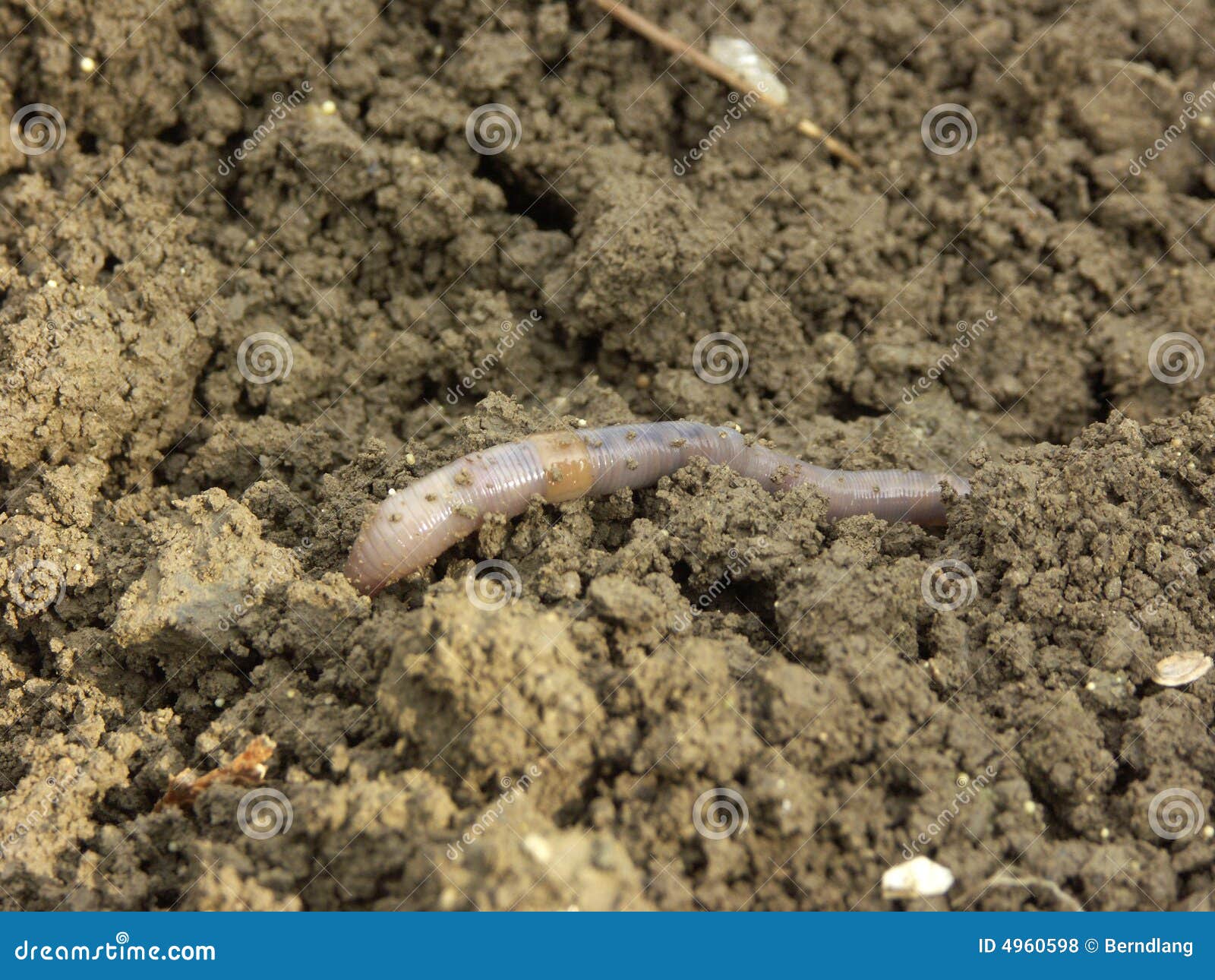 Aardworm stock foto. Image of worm, organisme, macro, dieren - 4960598