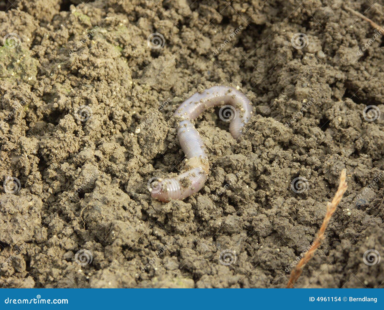 Aardworm stock foto. Image of regenworm, groot, tuin, grond - 4961154