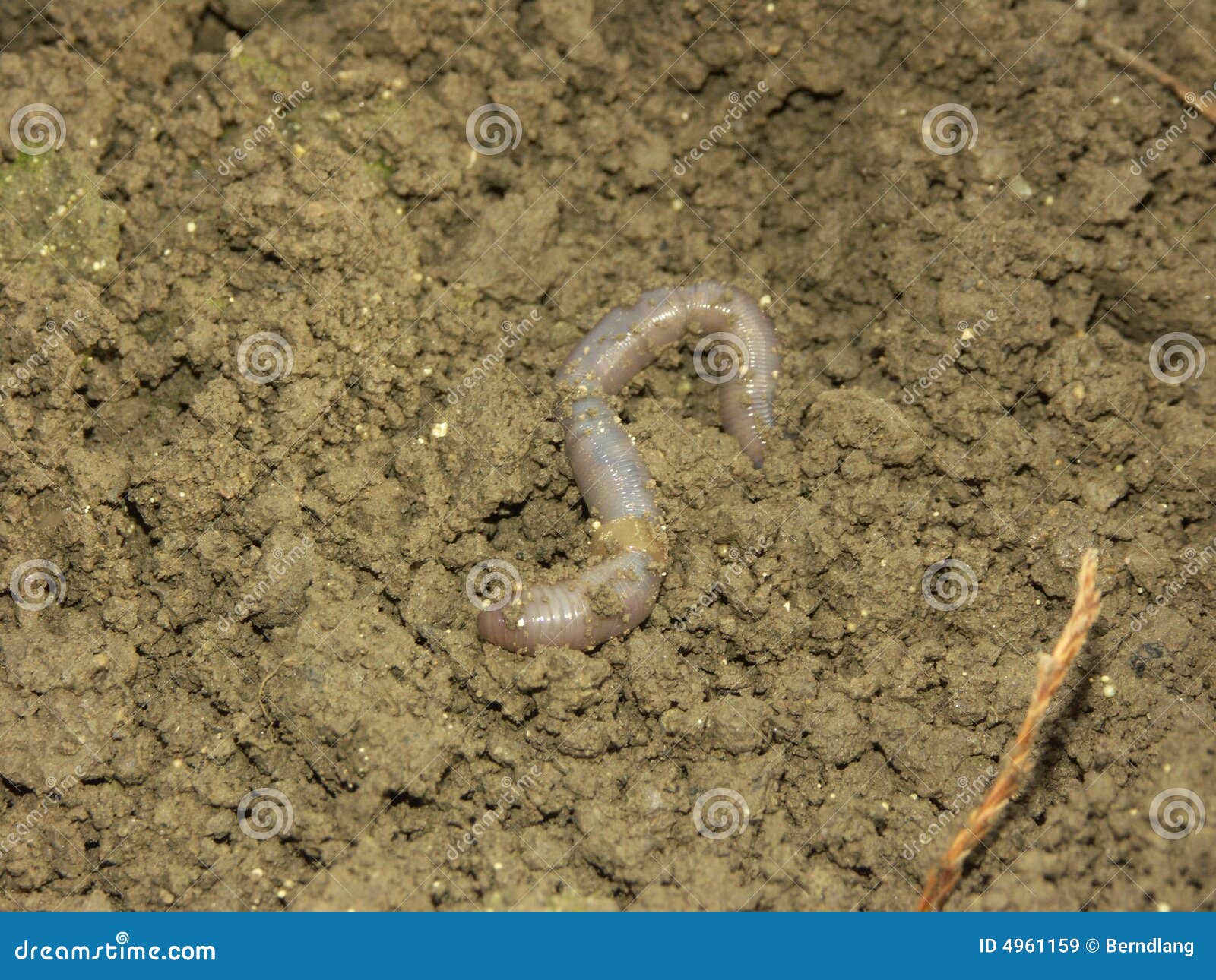 Aardworm stock afbeelding. Image of dieren, groeven, isoleer - 4961159