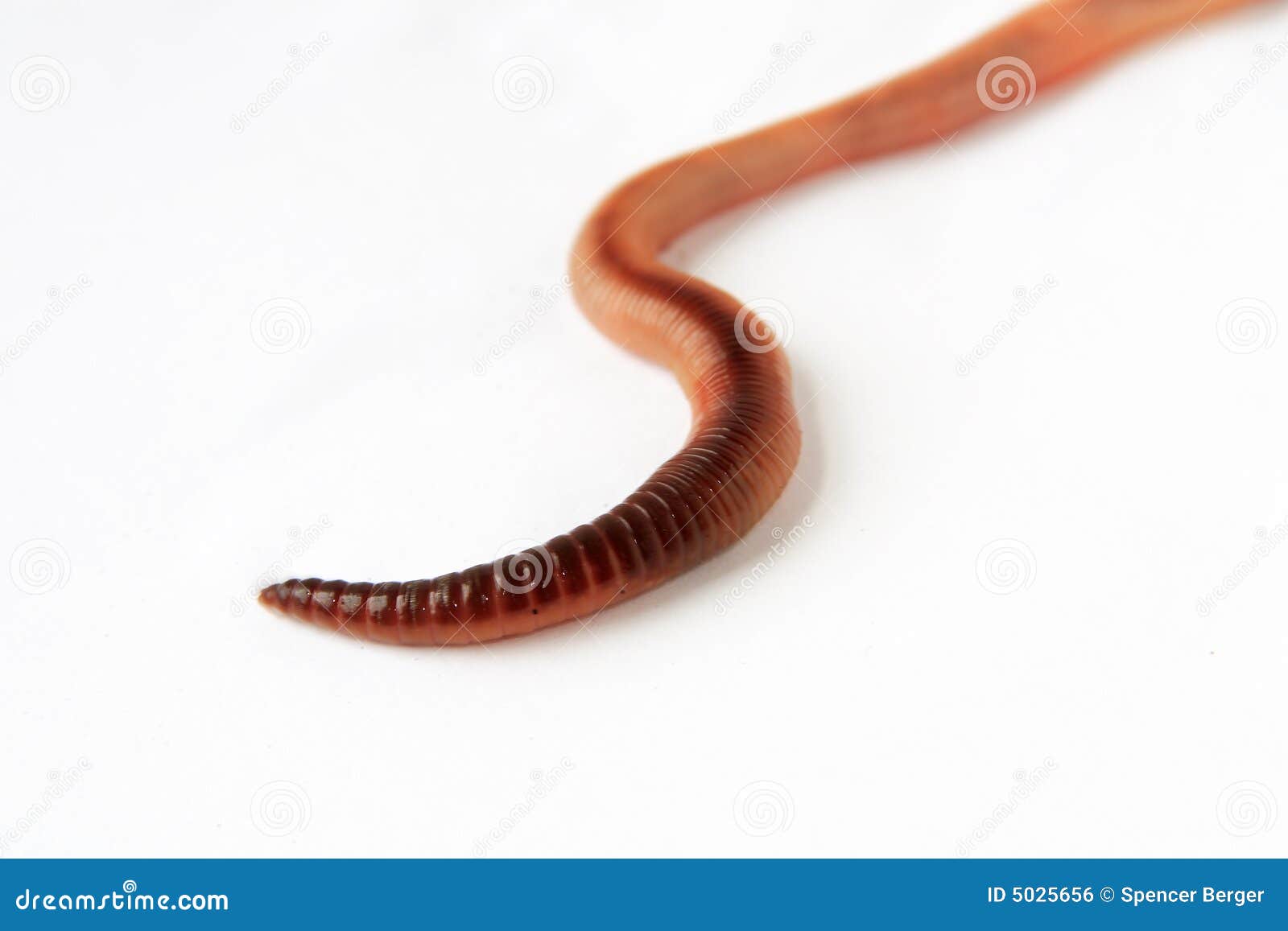 Aardworm stock foto. Image of insect, kruip, compost, tuin - 5025656