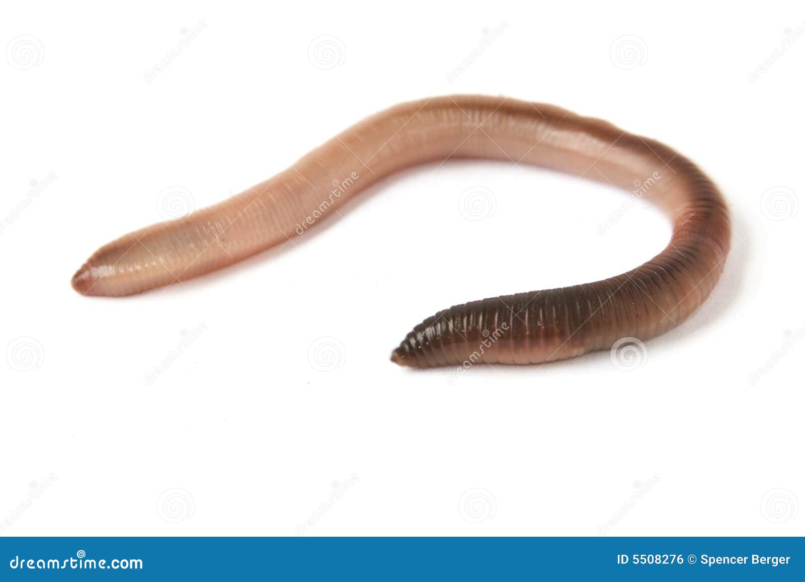 Aardworm stock foto. Image of tuin, gekronkel, isoleer - 5508276
