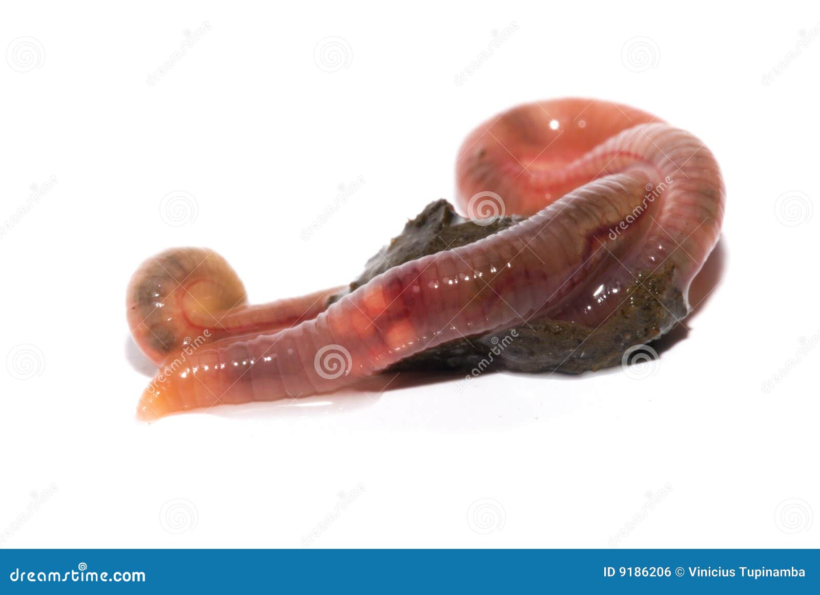 Aardworm stock foto. Image of nave, geïsoleerd, regenworm - 9186206