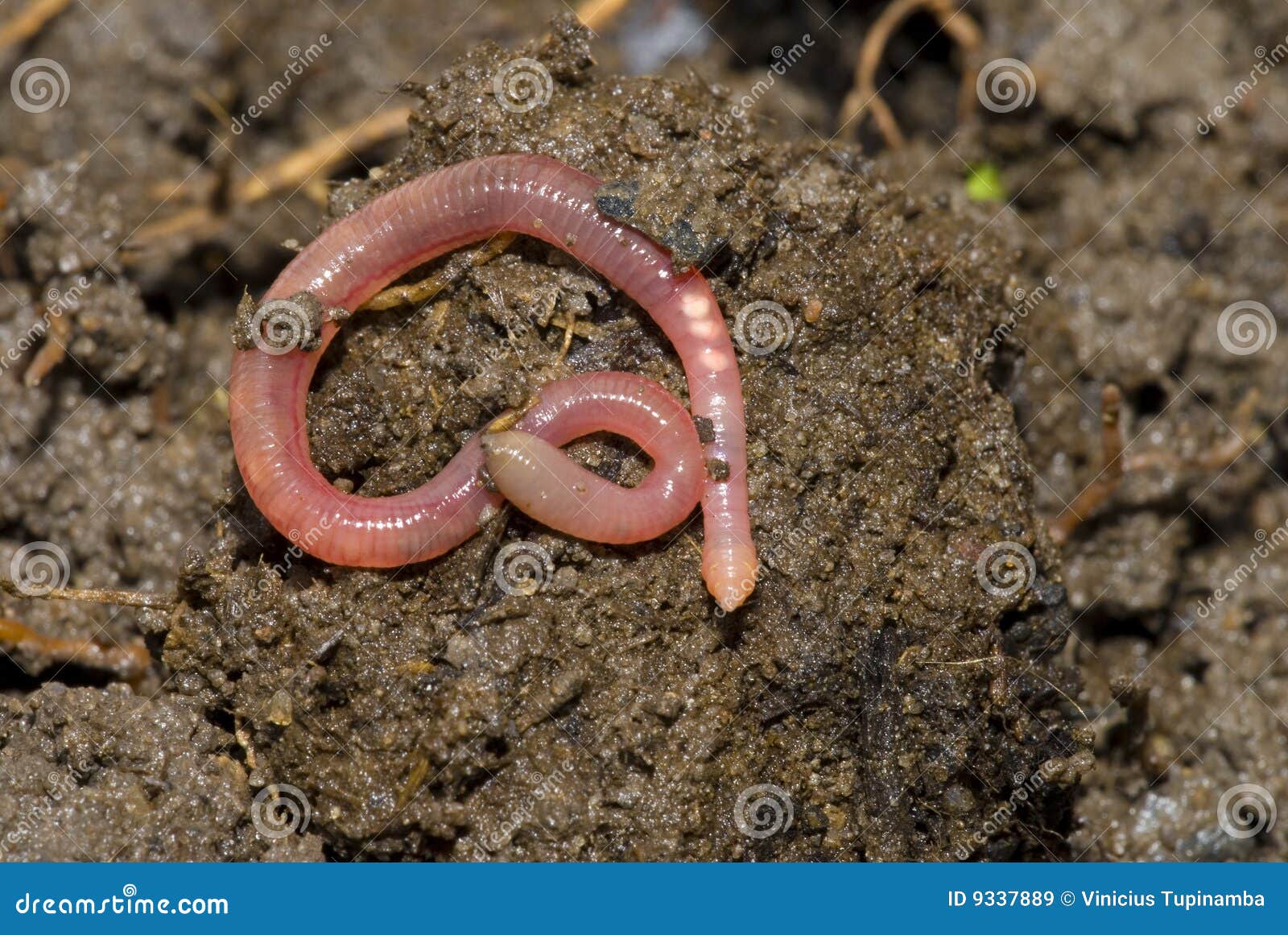 Aardworm stock afbeelding. Image of sluit, insect, roze - 9337889