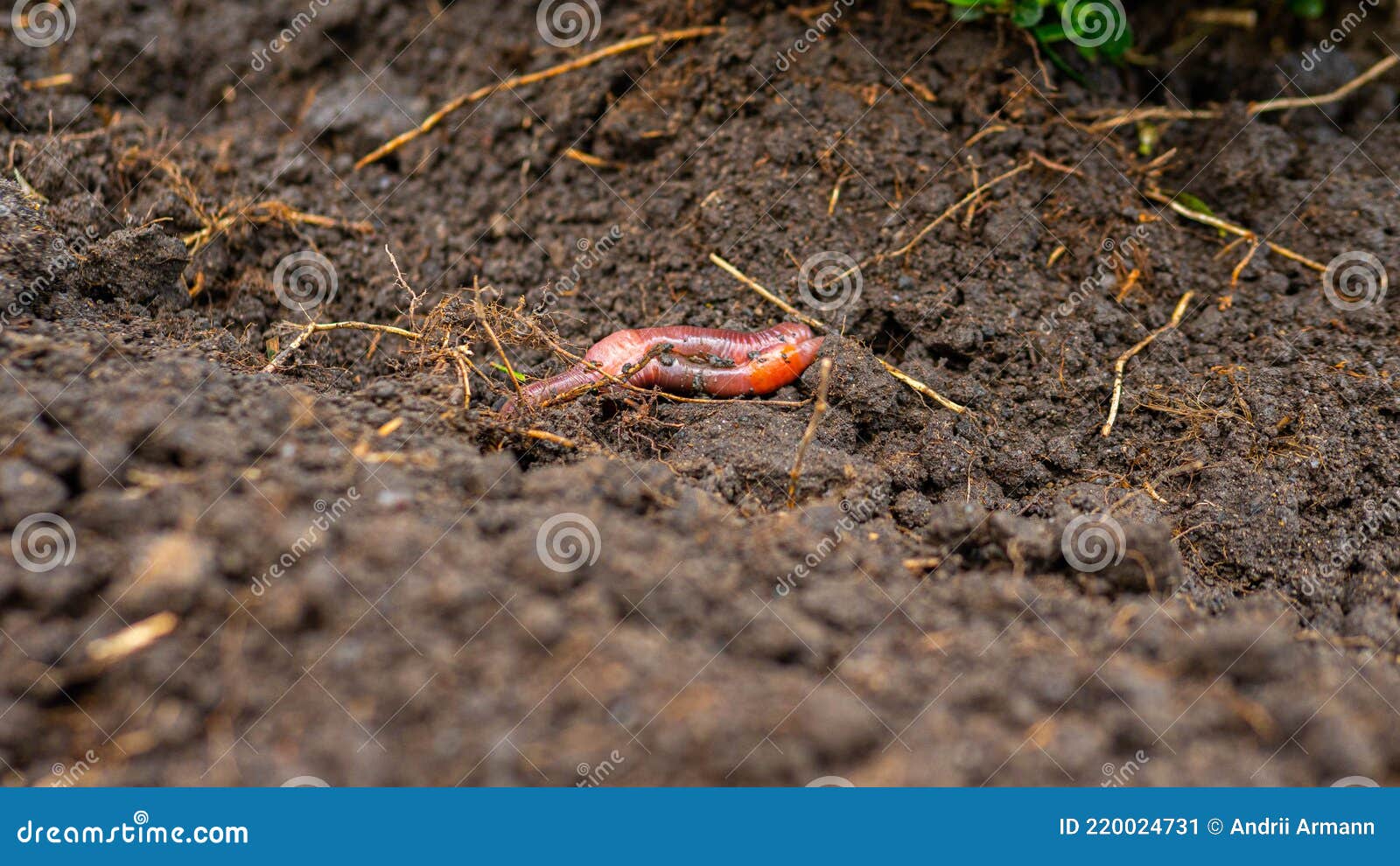 Aardworm in De Grondlokaas Grote Wormen in De Bodem Stock Afbeelding ...