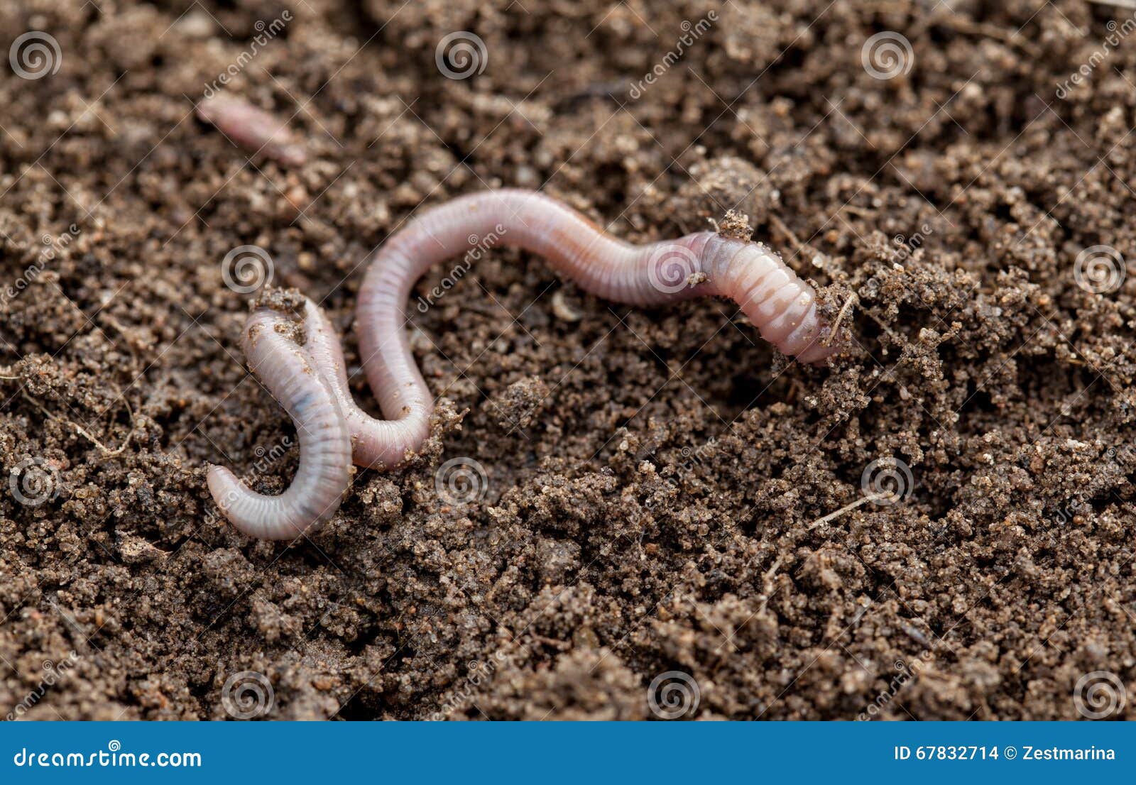 Aardworm in grond stock foto. Image of aarde, wild, macro - 67832714