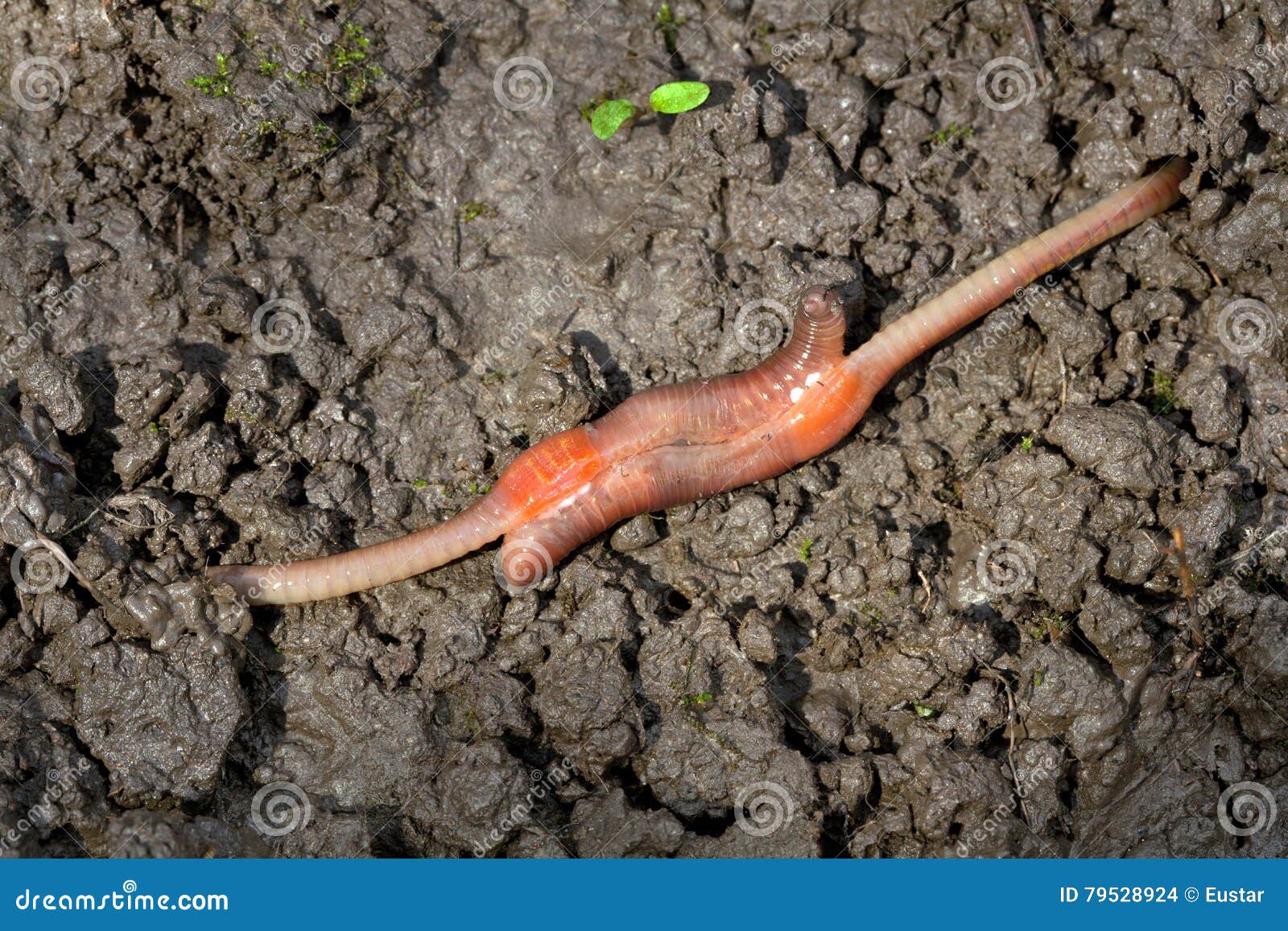 Aardworm Het Koppelen, Lumbricus-terrestris Stock Foto - Image of ...
