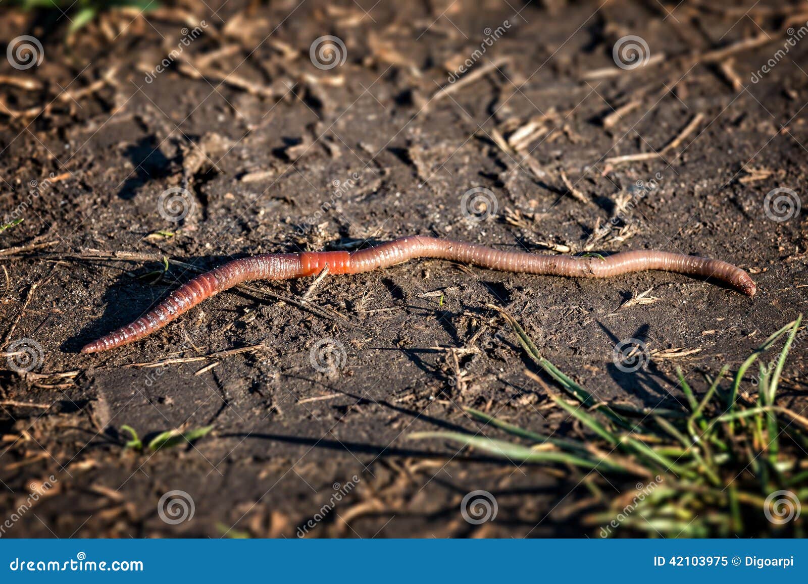 Aardworm - Lumbricus-terrestris Stock Afbeelding - Image of insect ...