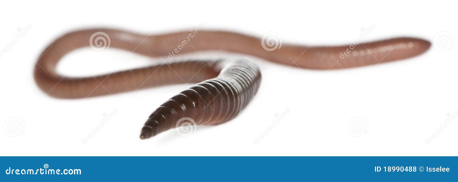 Aardworm, Terrestris Lumbricus Stock Foto - Image of panorama ...