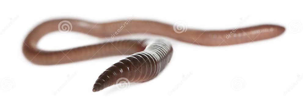 Aardworm, Terrestris Lumbricus Stock Foto - Image of panorama ...