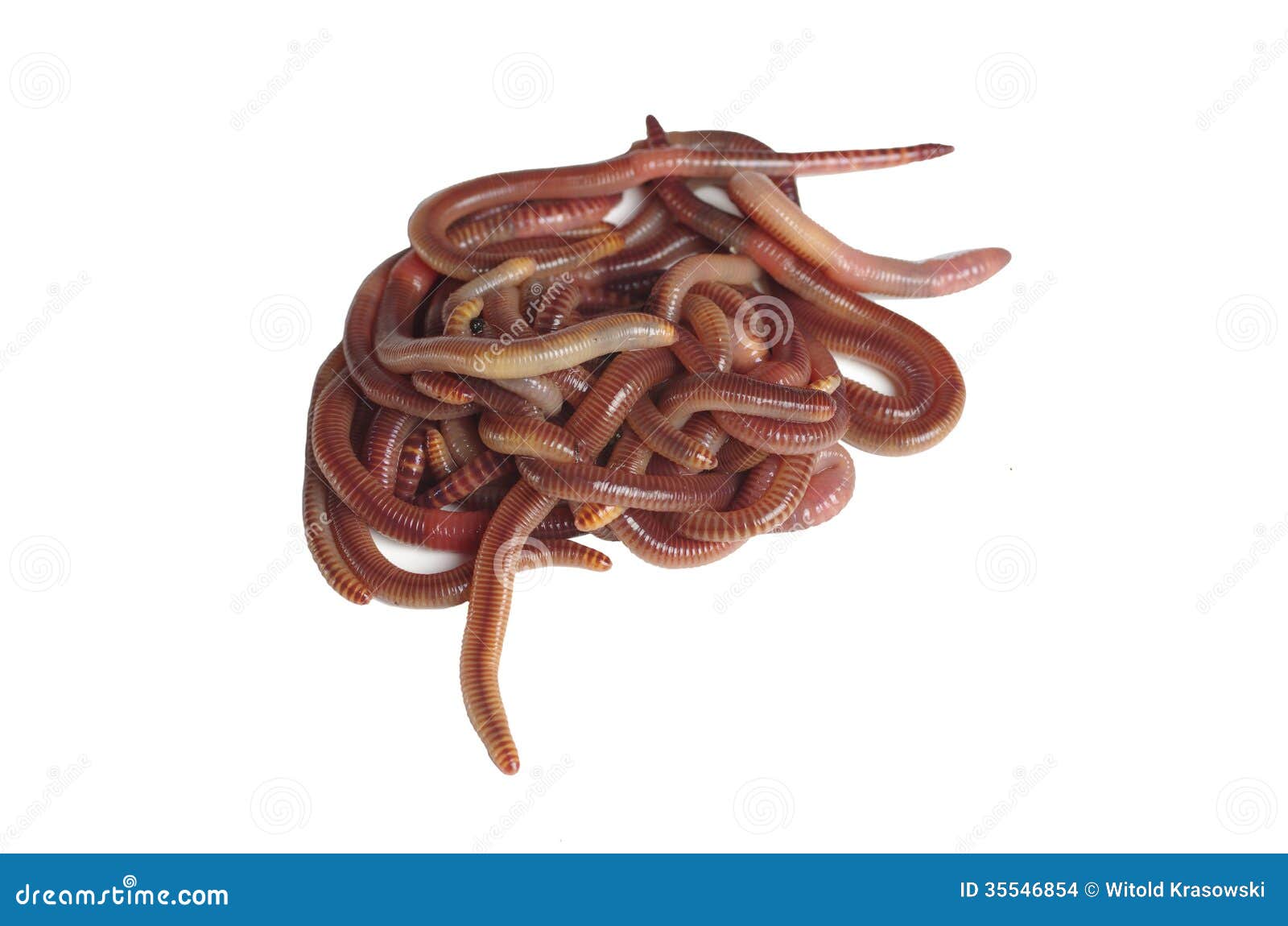 Aardwormen stock foto. Image of dier, stapel, achtergrond - 35546854